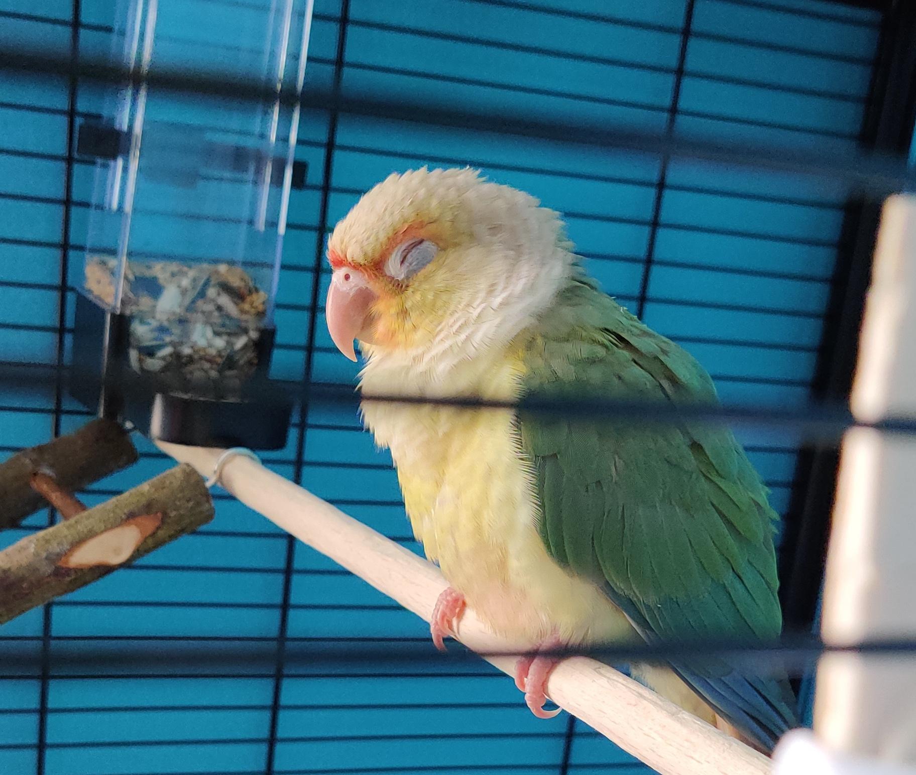 A Very Sleepy Bird Scrolller
