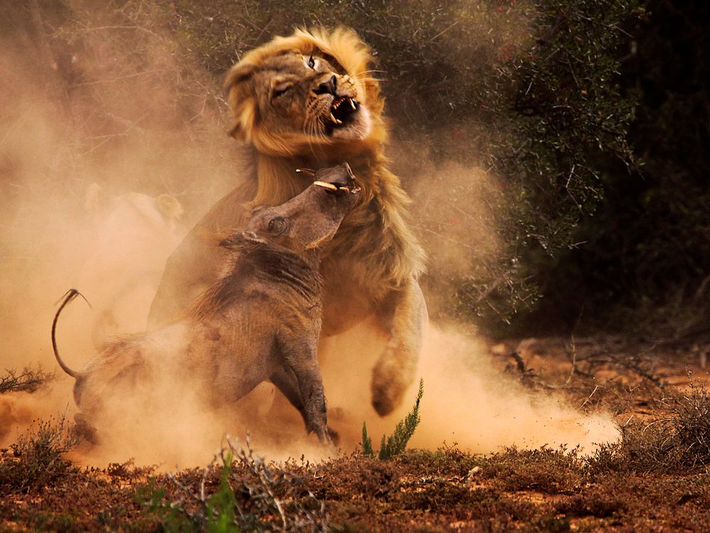 A warthog and lion in combat. [1000x750] | Scrolller
