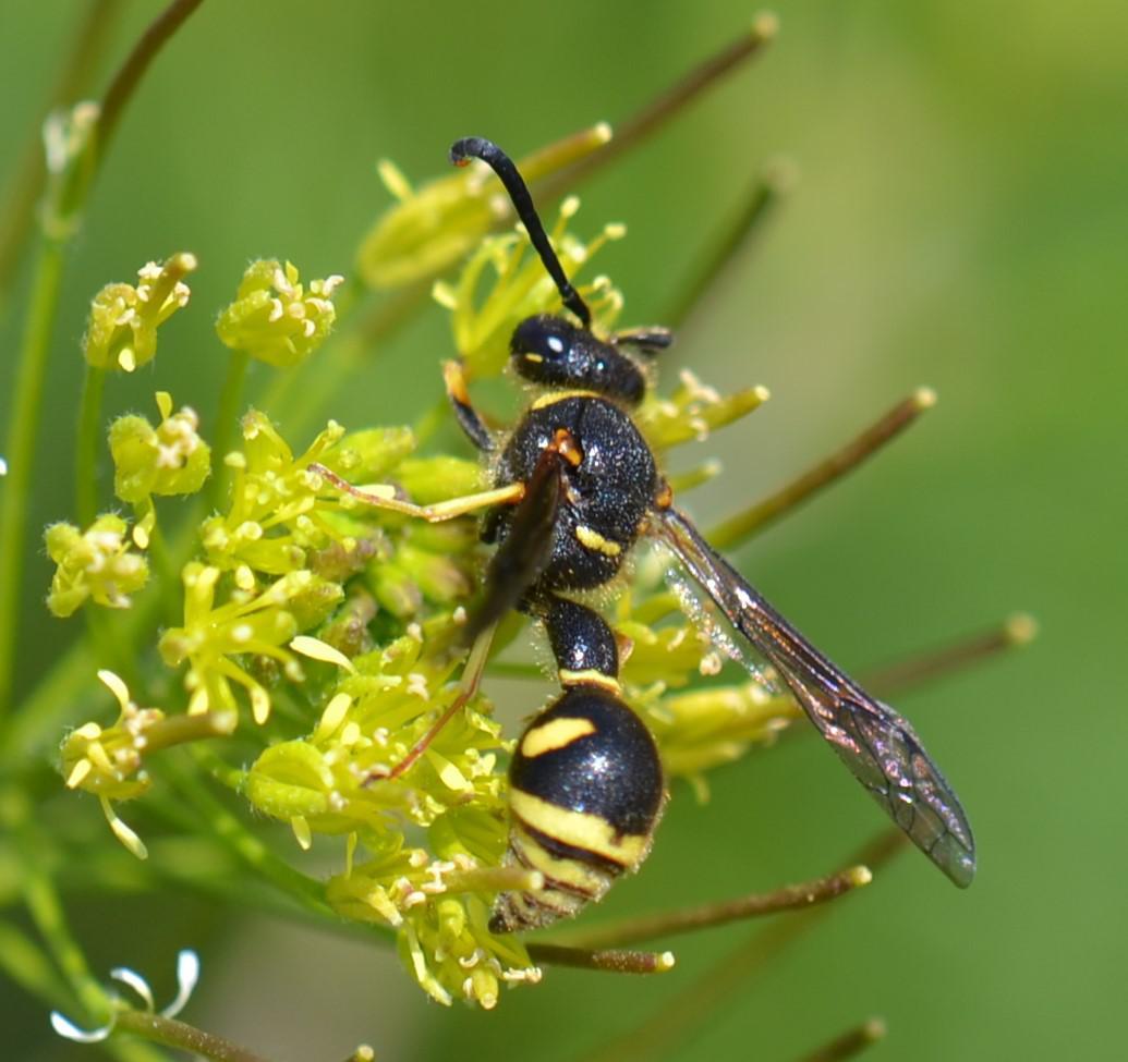 A wasp on a flower | Scrolller