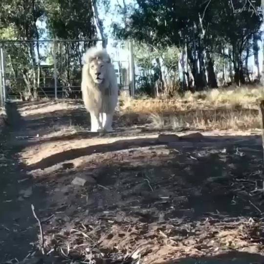 A white lion | Scrolller