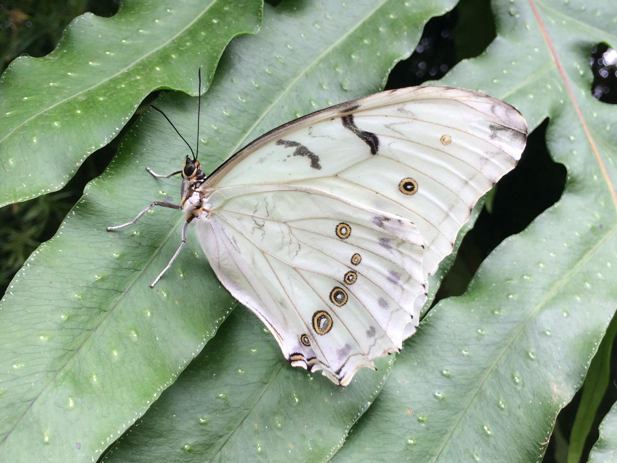 A White Morpho | Scrolller