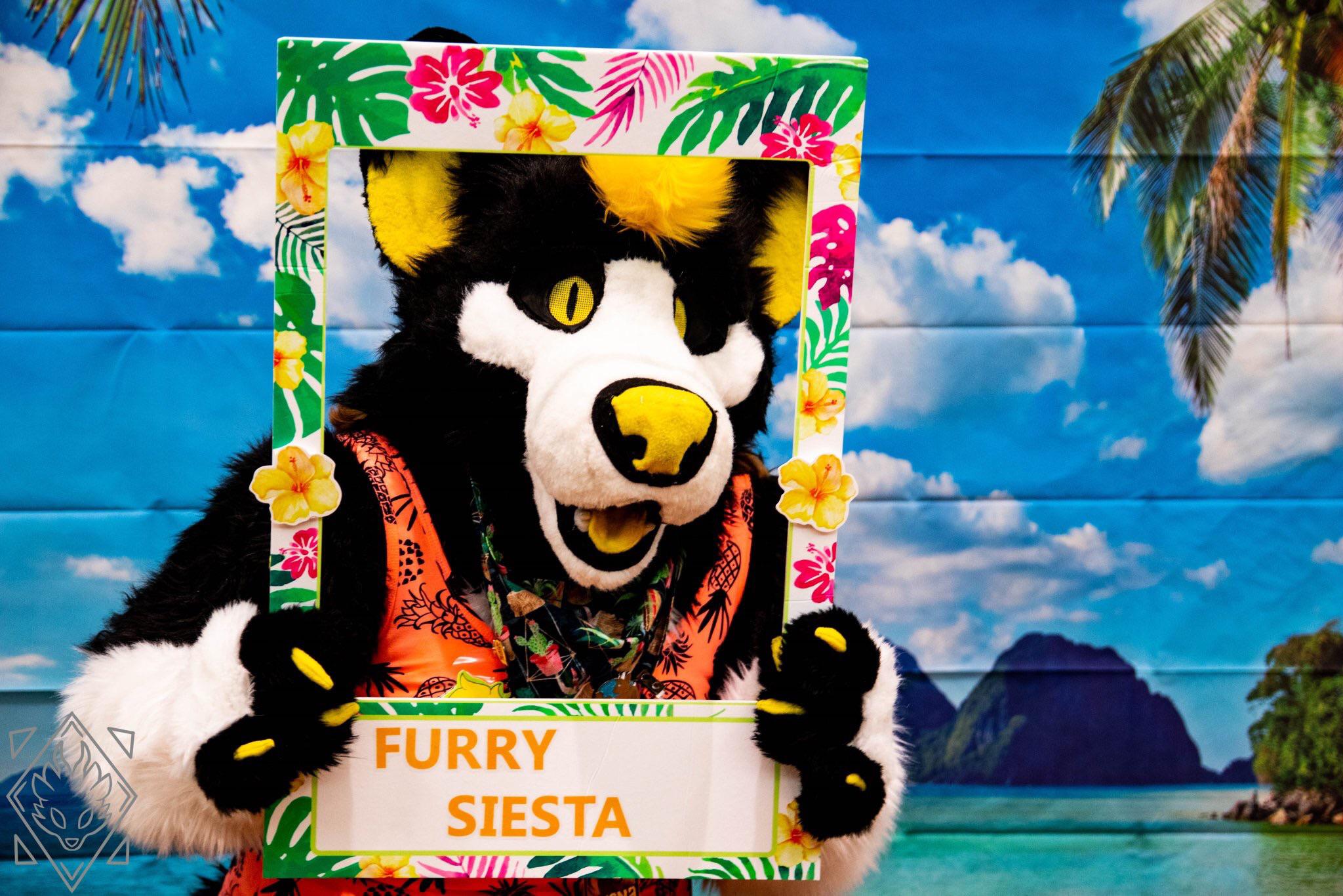 A wild hyena! Photo by matix_mutt on Twitter! | Scrolller