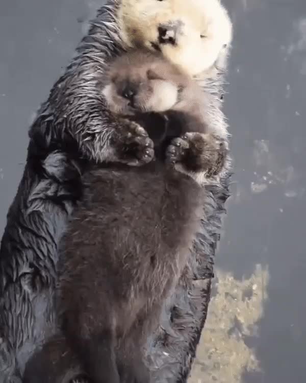 A Wild Sea Otter with Her Pup. | Scrolller