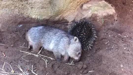 A wombat joey and her echidna | Scrolller