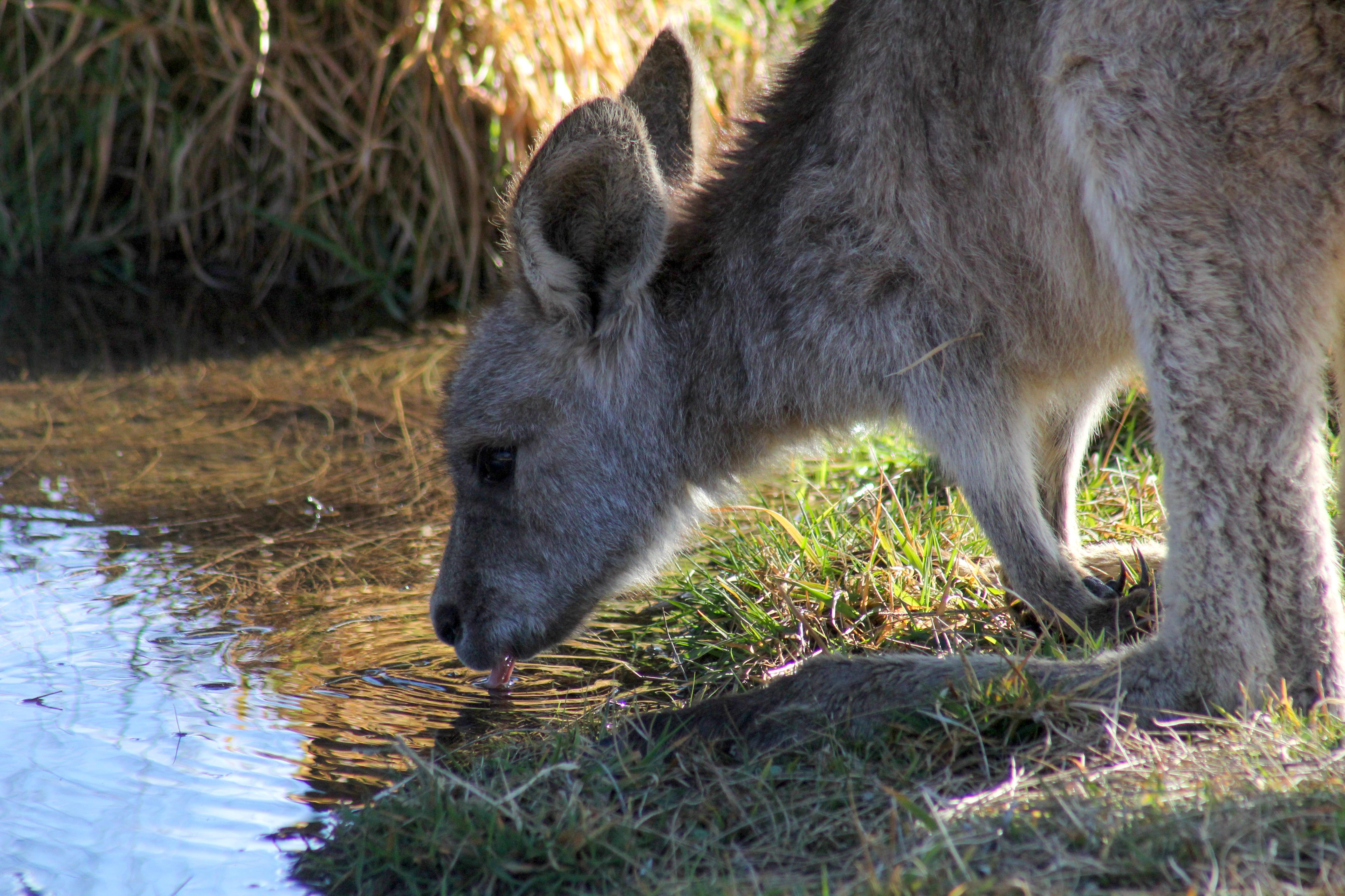 A young kangaroo drinking | Scrolller