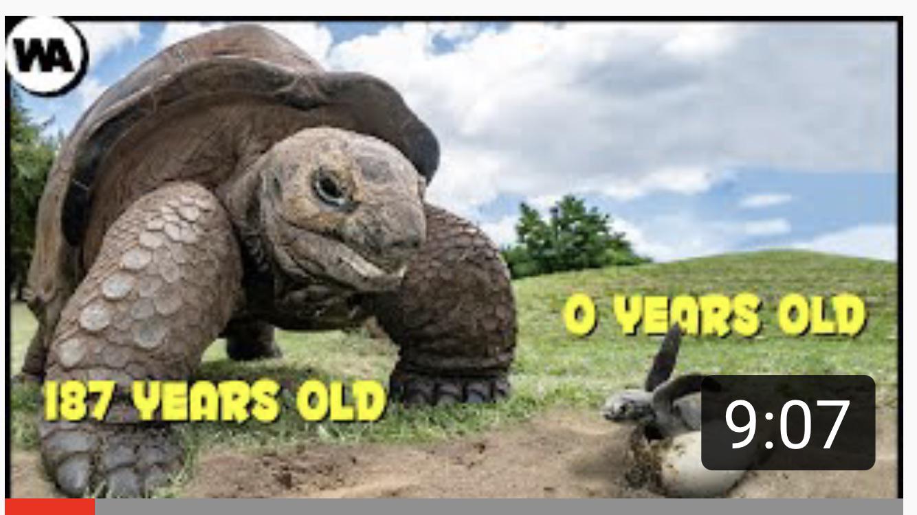 A YouTube channel about animals should know the differences between tortoises and turtles ...