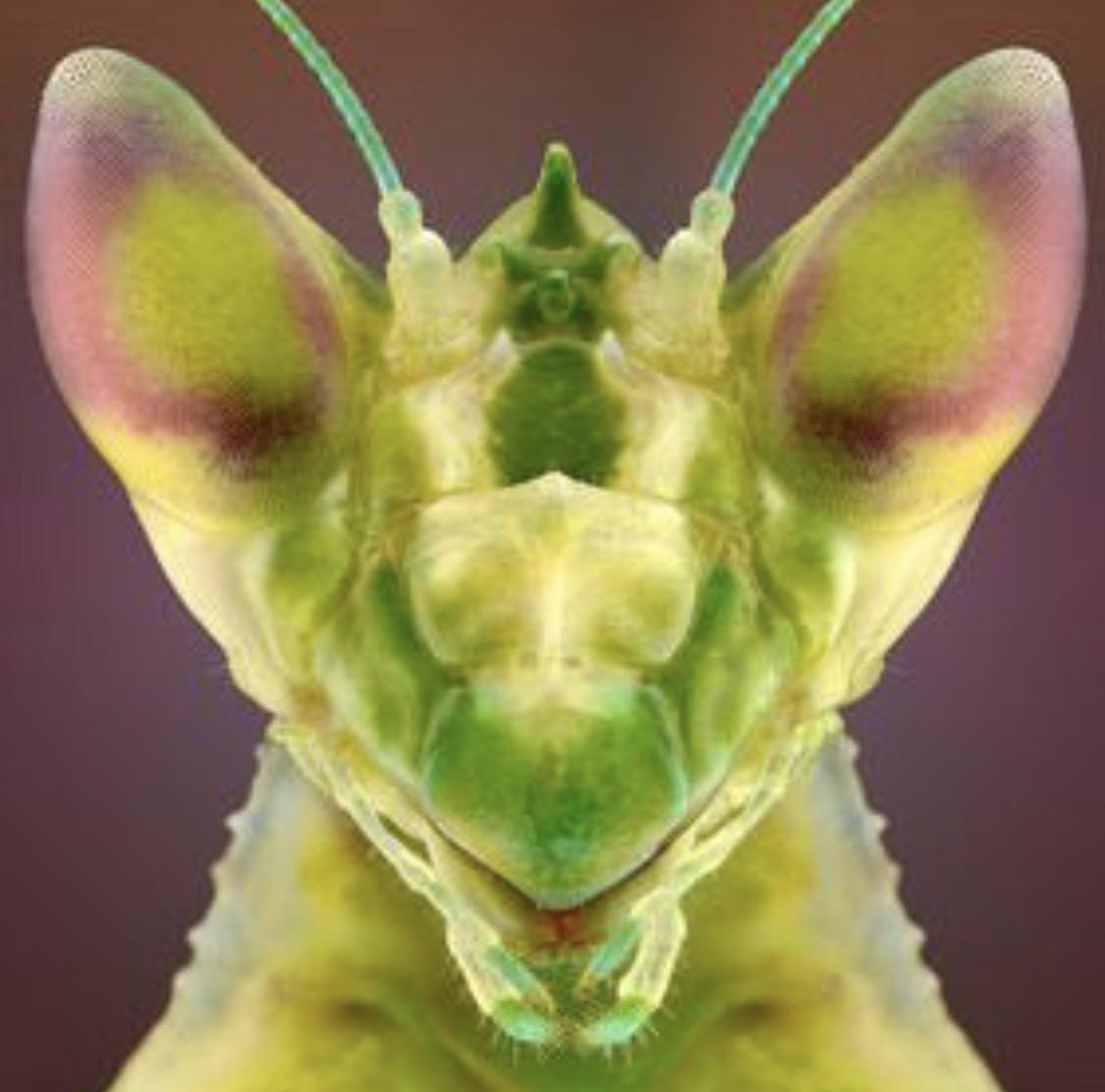 A zoomed in face of a Praying Mantis looks alien | Scrolller