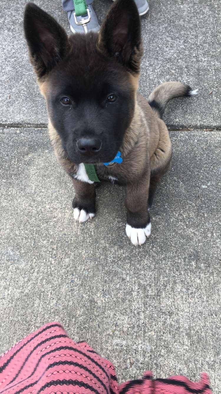 About 13 weeks old. Meet Kenji! | Scrolller