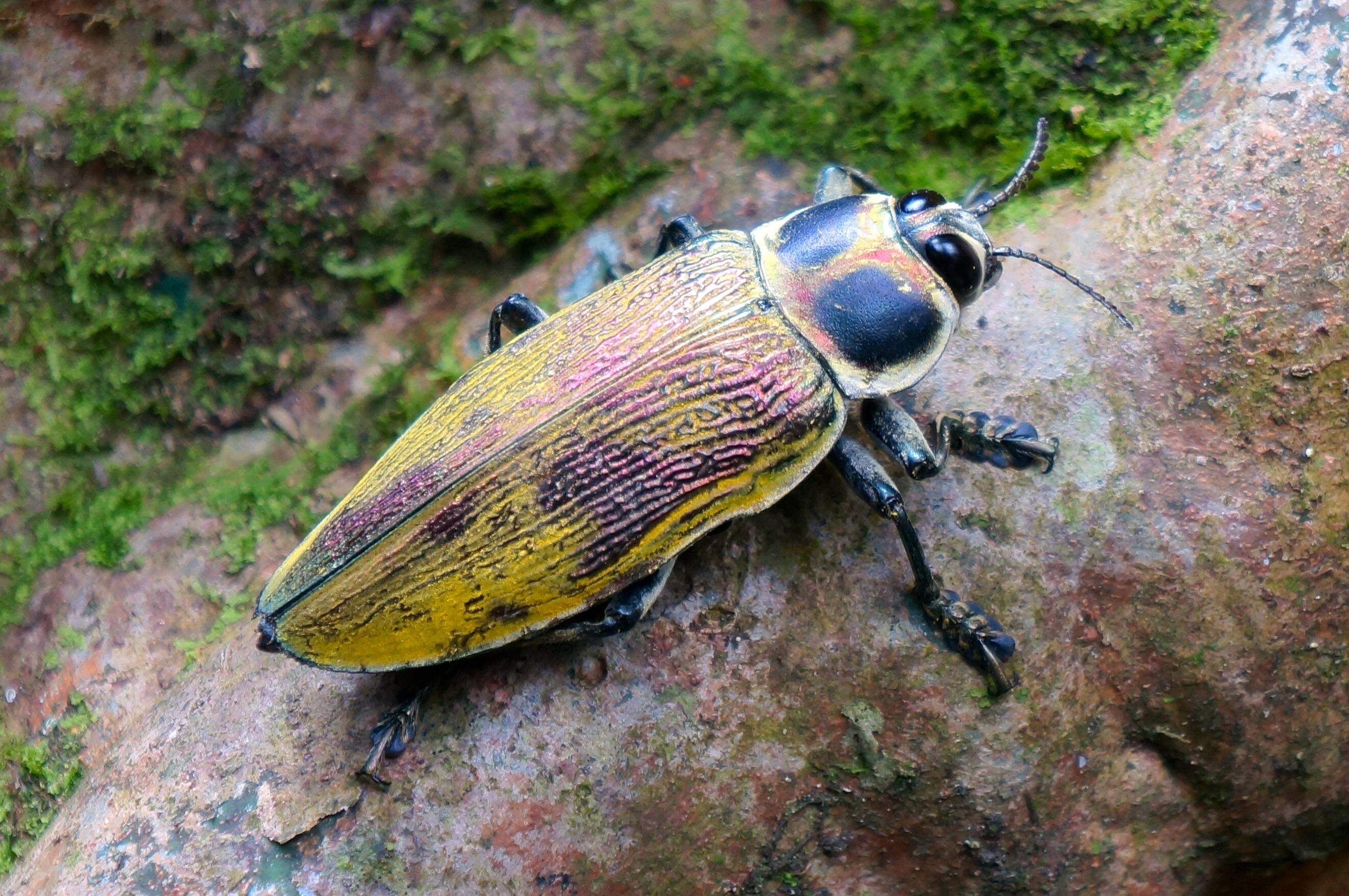 About as long as a finger | Scrolller