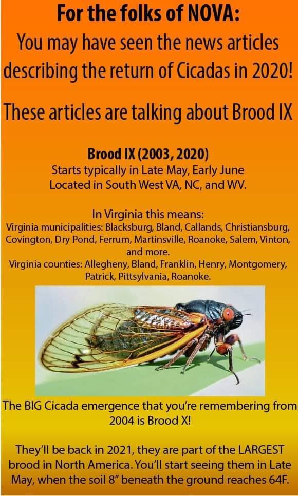 About the Cicadas... | Scrolller