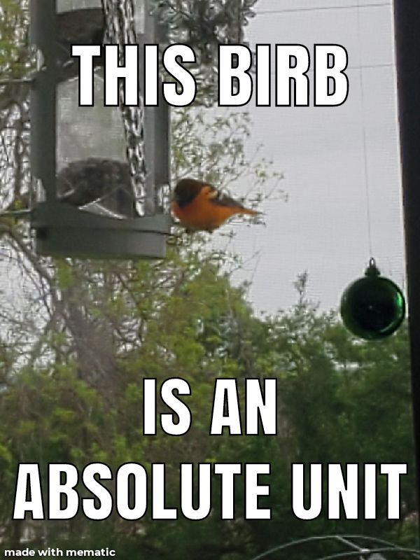 Absolute Chad | Scrolller