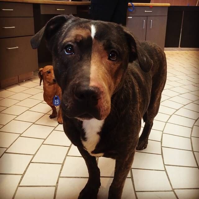 Absolute showstopper pup! | Scrolller