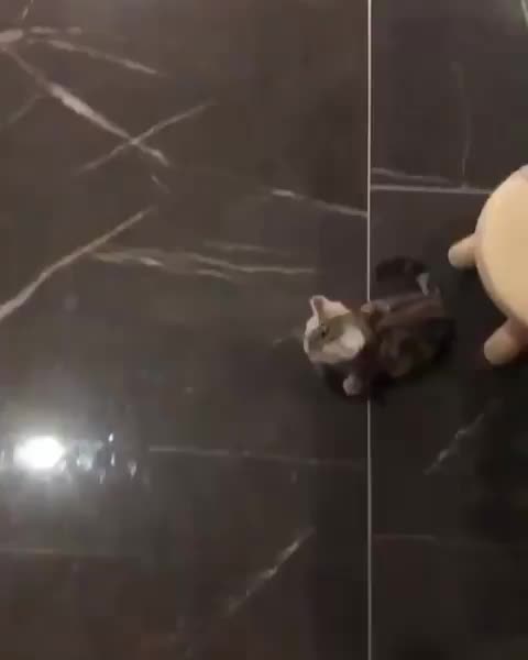 Absolute spooked by ball | Scrolller