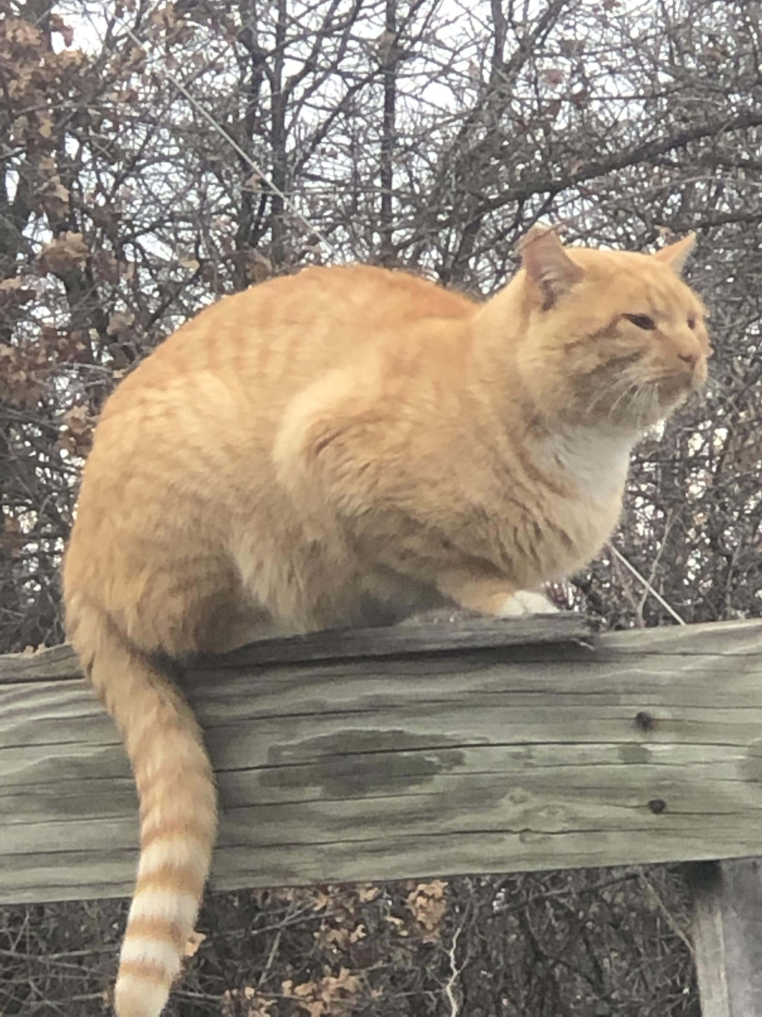 Absolute unit | Scrolller