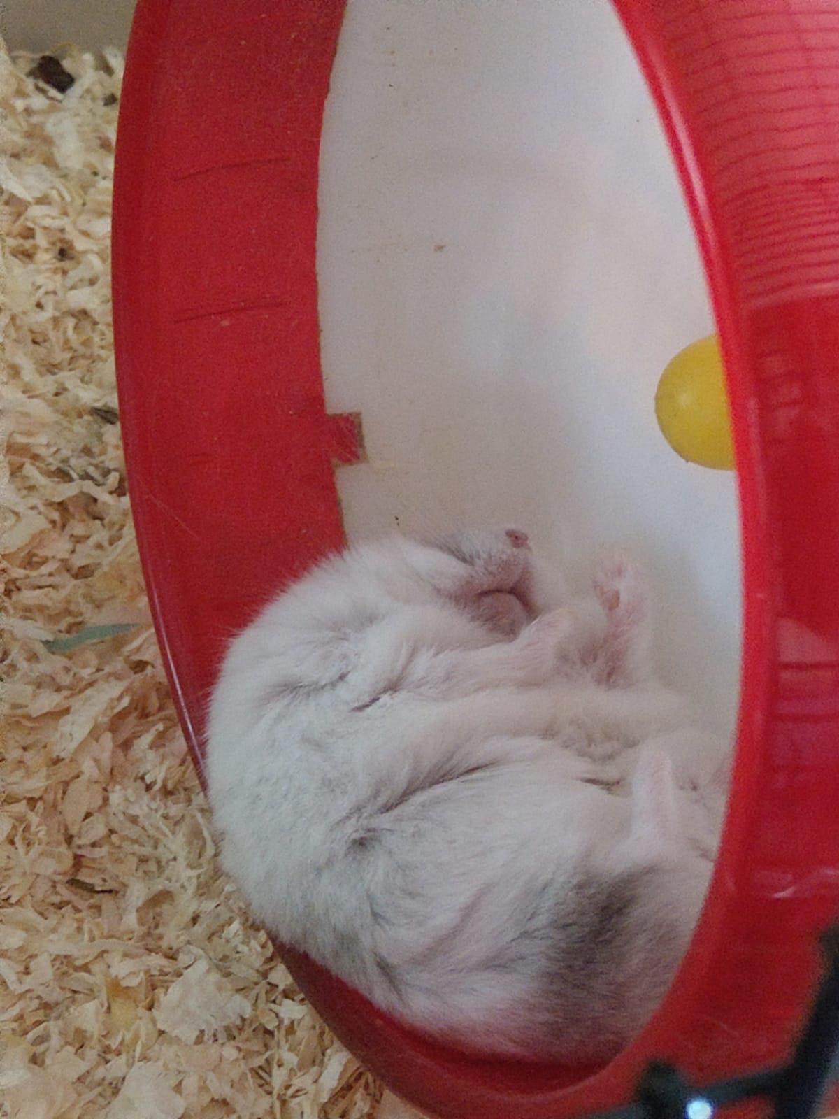 Absolute zen while sleeping on his back 😍 | Scrolller