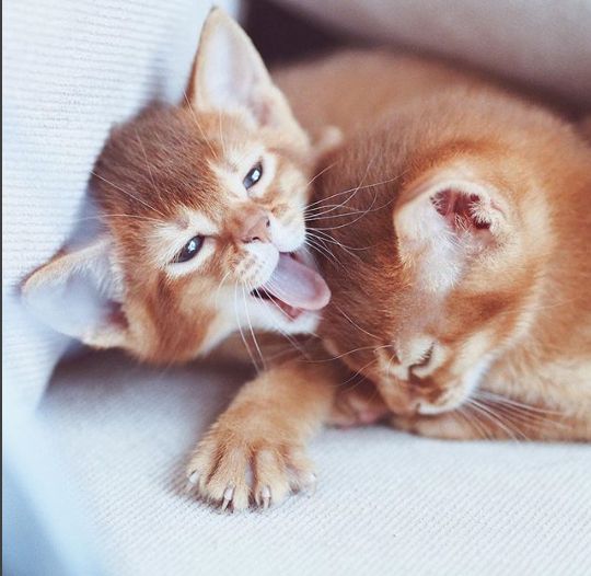 Abyssinian kittens | Scrolller