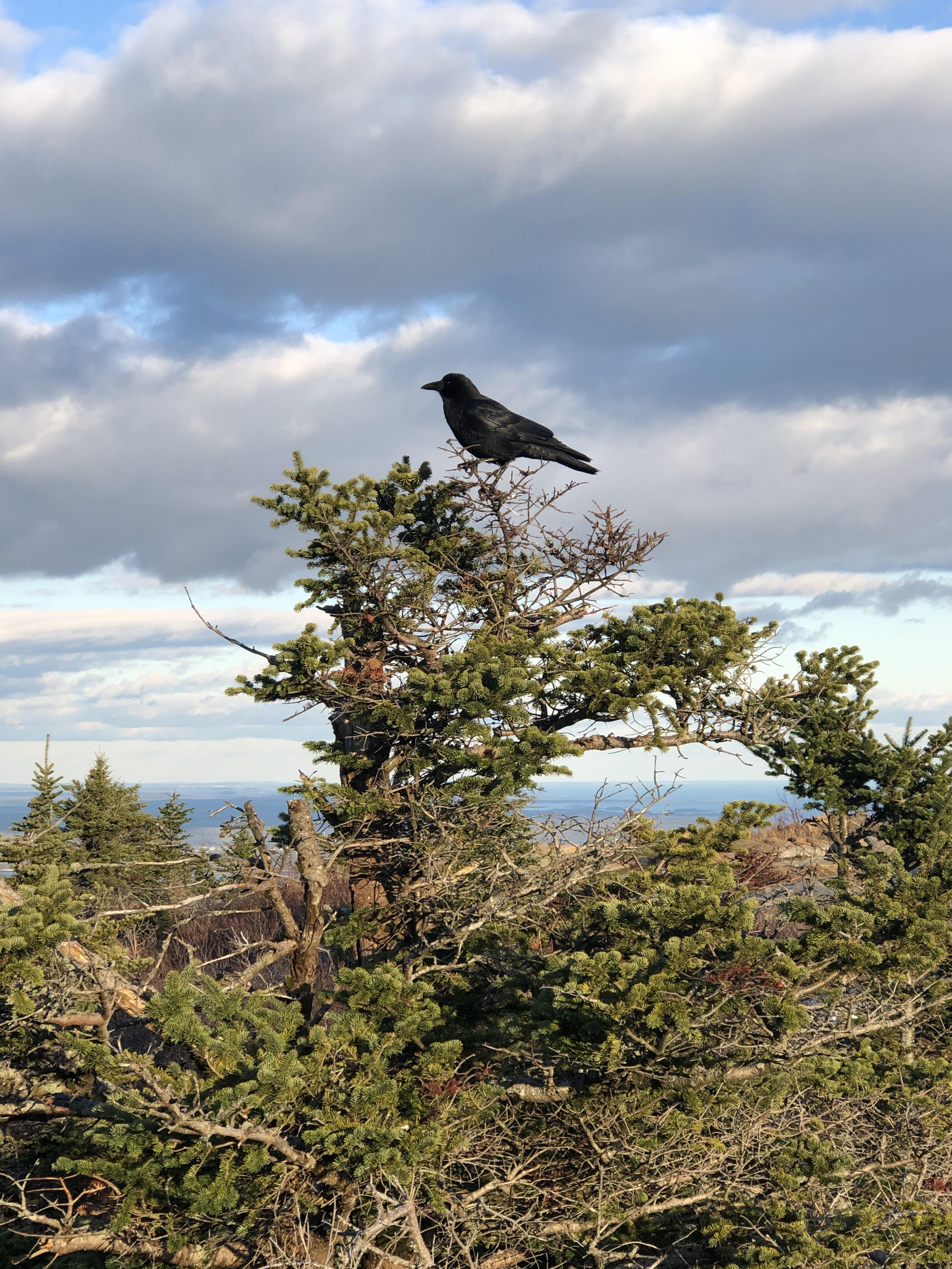 Acadia National Park | Scrolller
