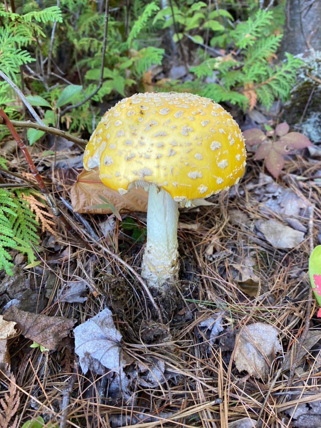 Acadia National Park, Maine | Scrolller