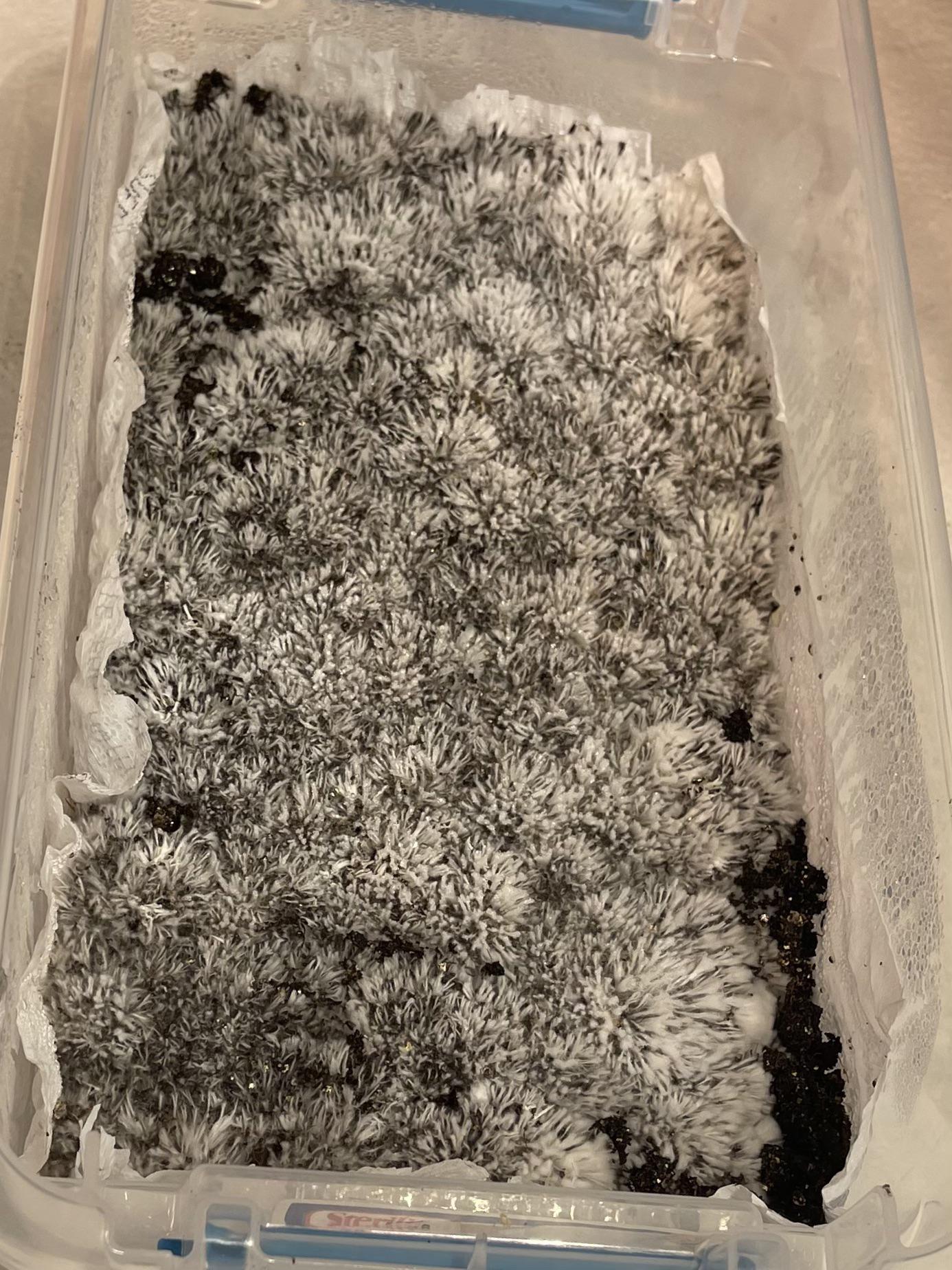 [actives] First time grower and I can’t believe how beautiful this is. | Scrolller