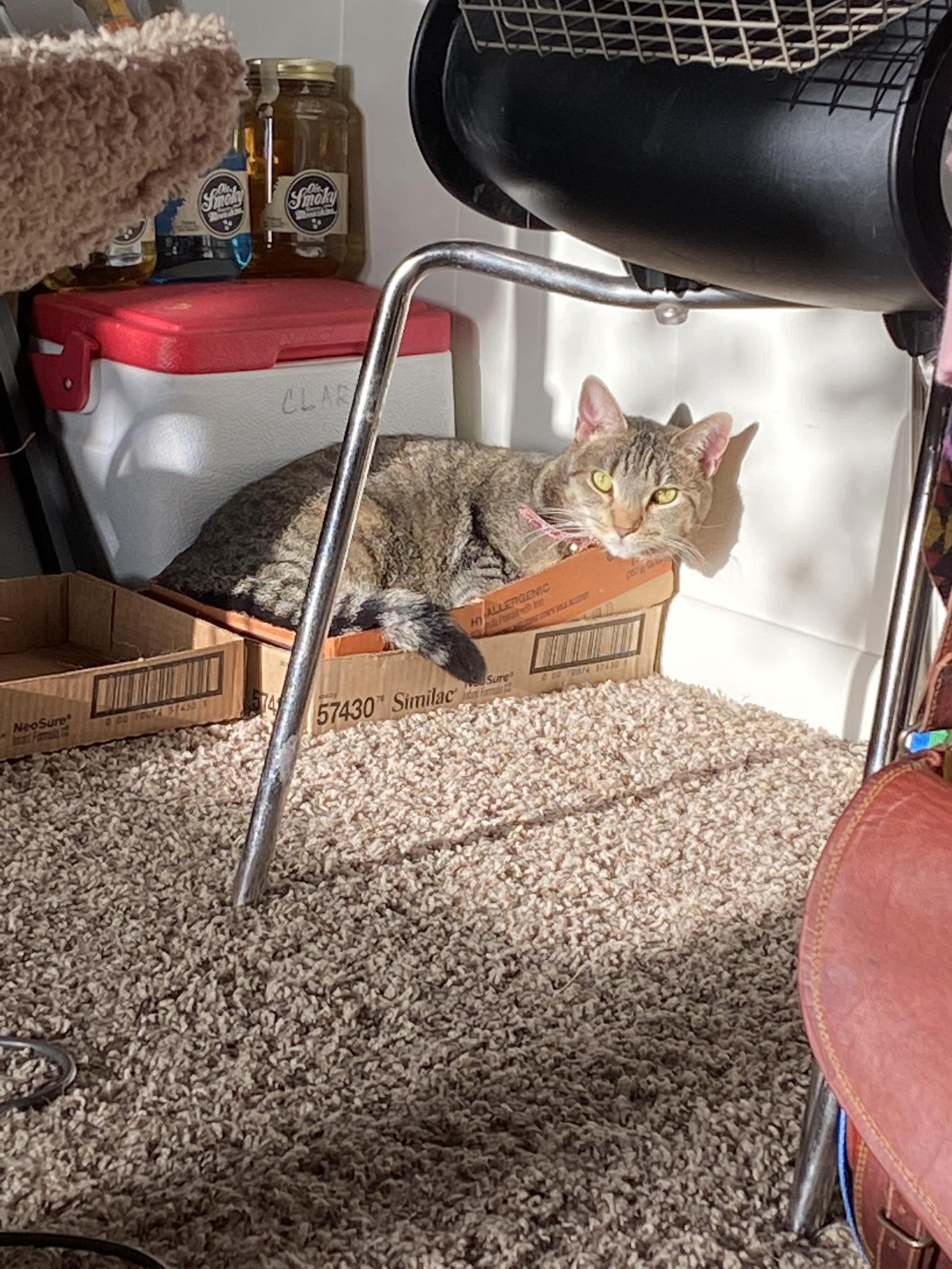 Add a sunbeam for extra cat trap effectiveness | Scrolller