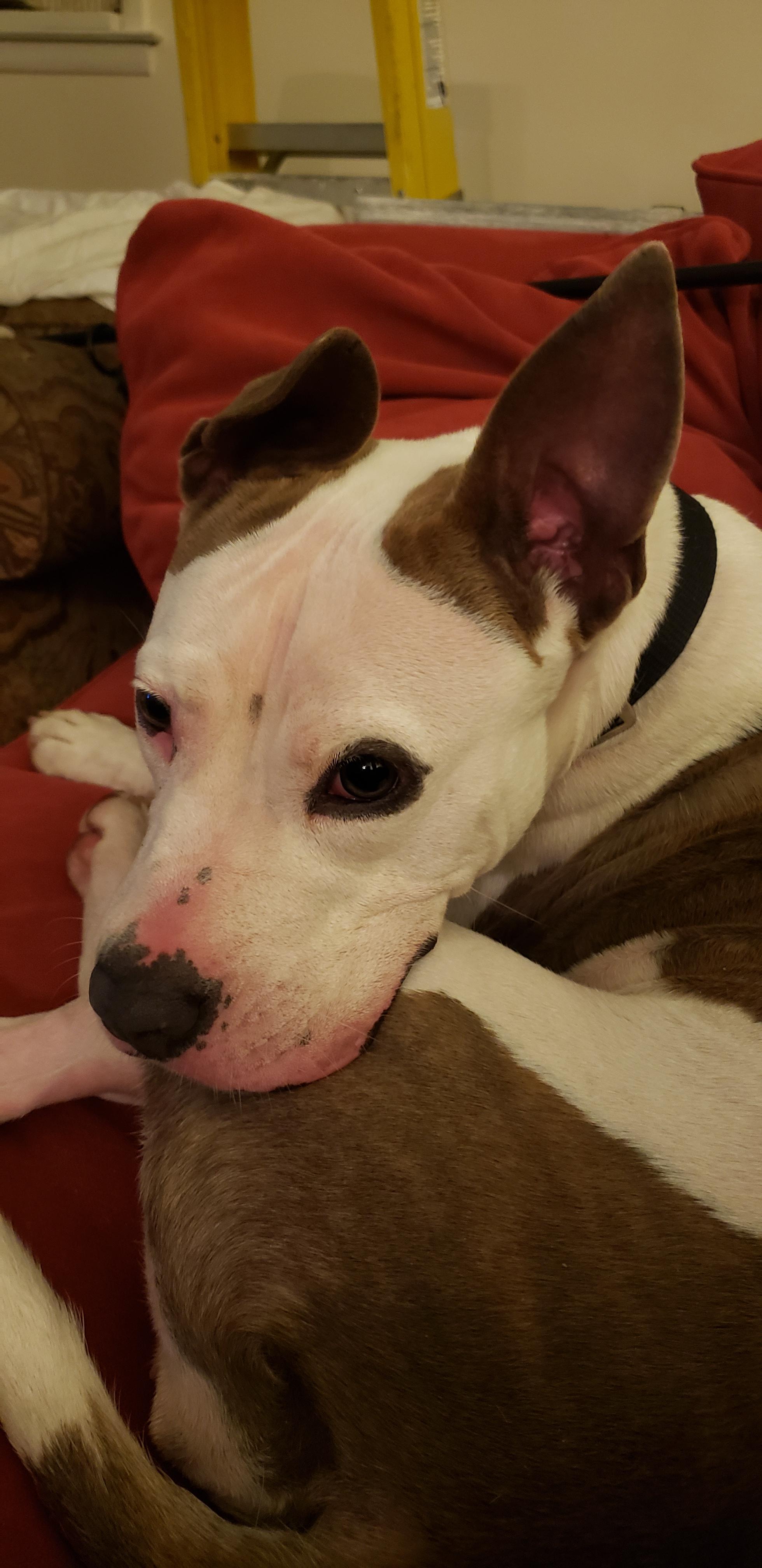 Adopted today!! Meet bella | Scrolller