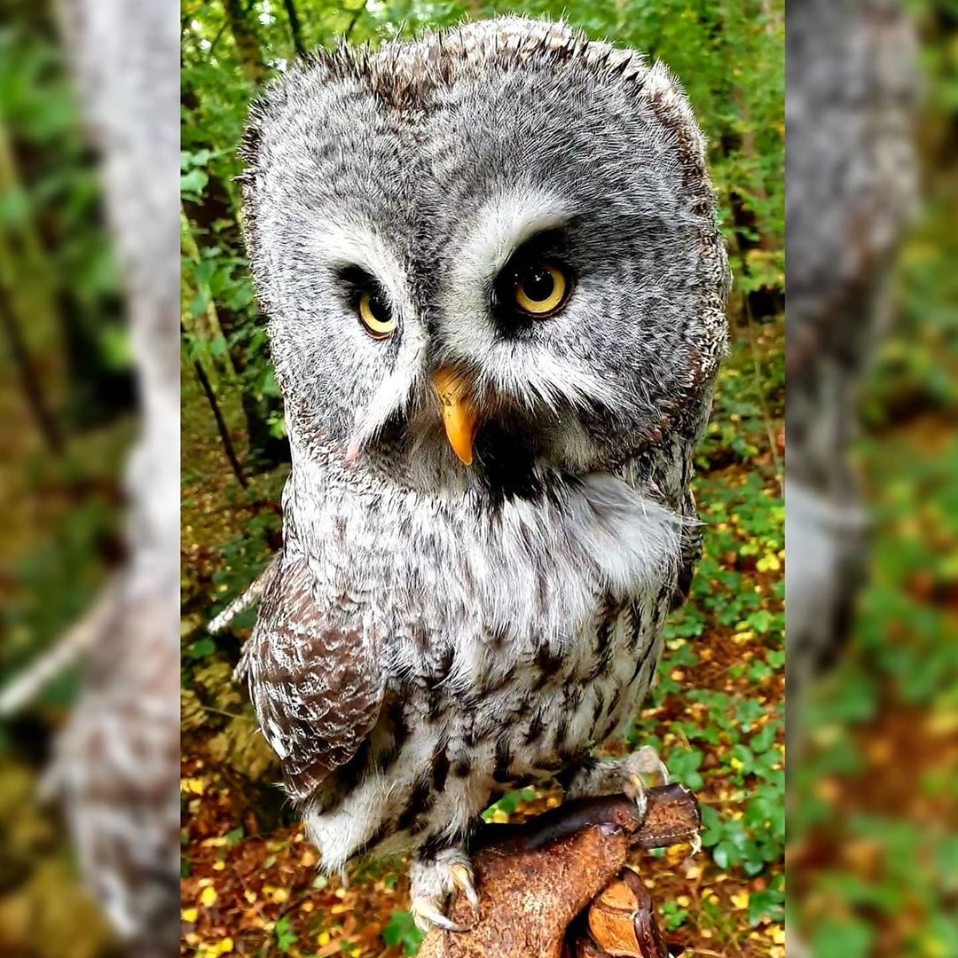 Adorable Great Grey Owl 🦉 | Scrolller