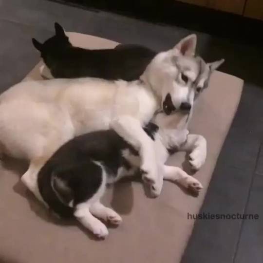 Adorable Husky Pupper | Scrolller