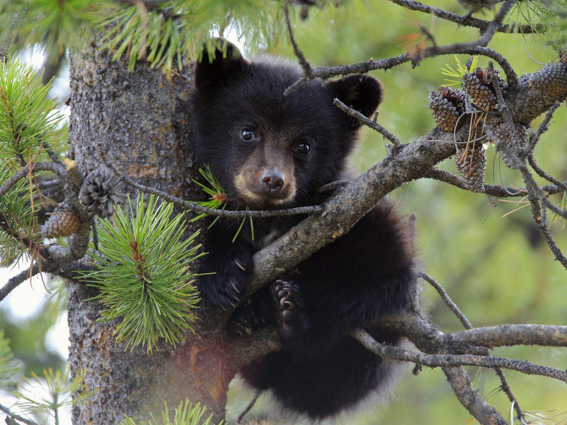 Adorable Little Bear Up A Tree | Scrolller