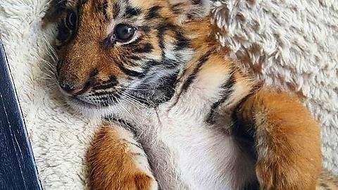 Adorable tiger cub | Scrolller