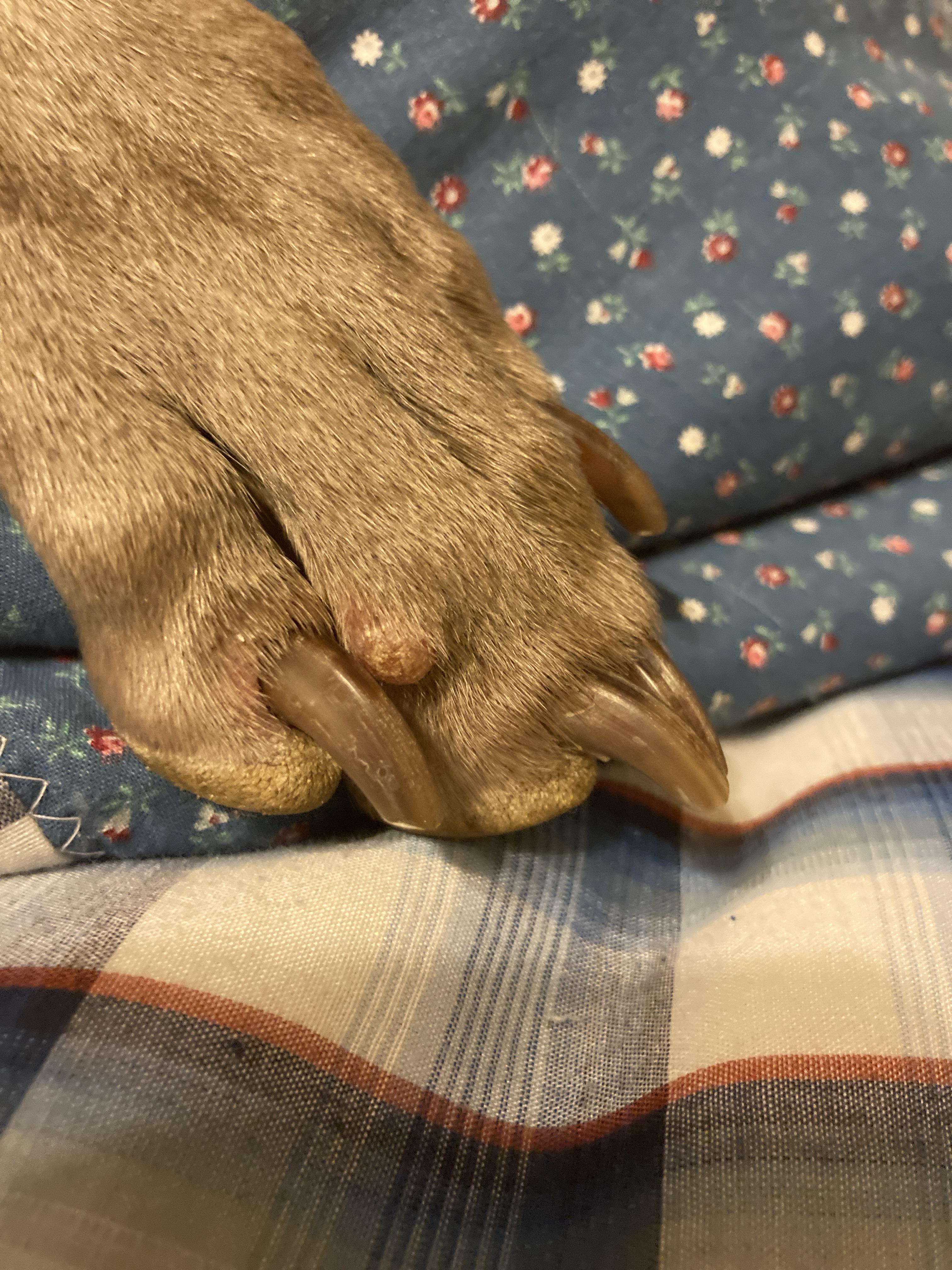 Advice for my dogs paw | Scrolller