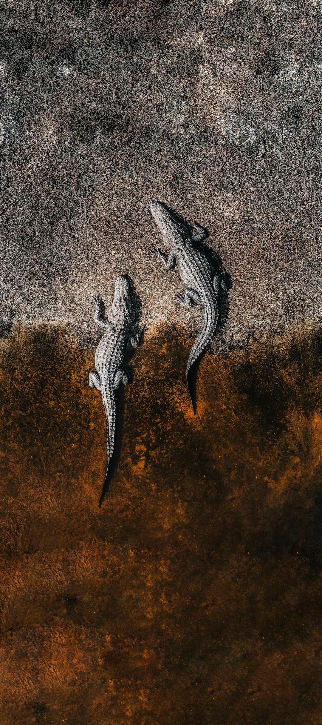 Aerial alligators | Scrolller