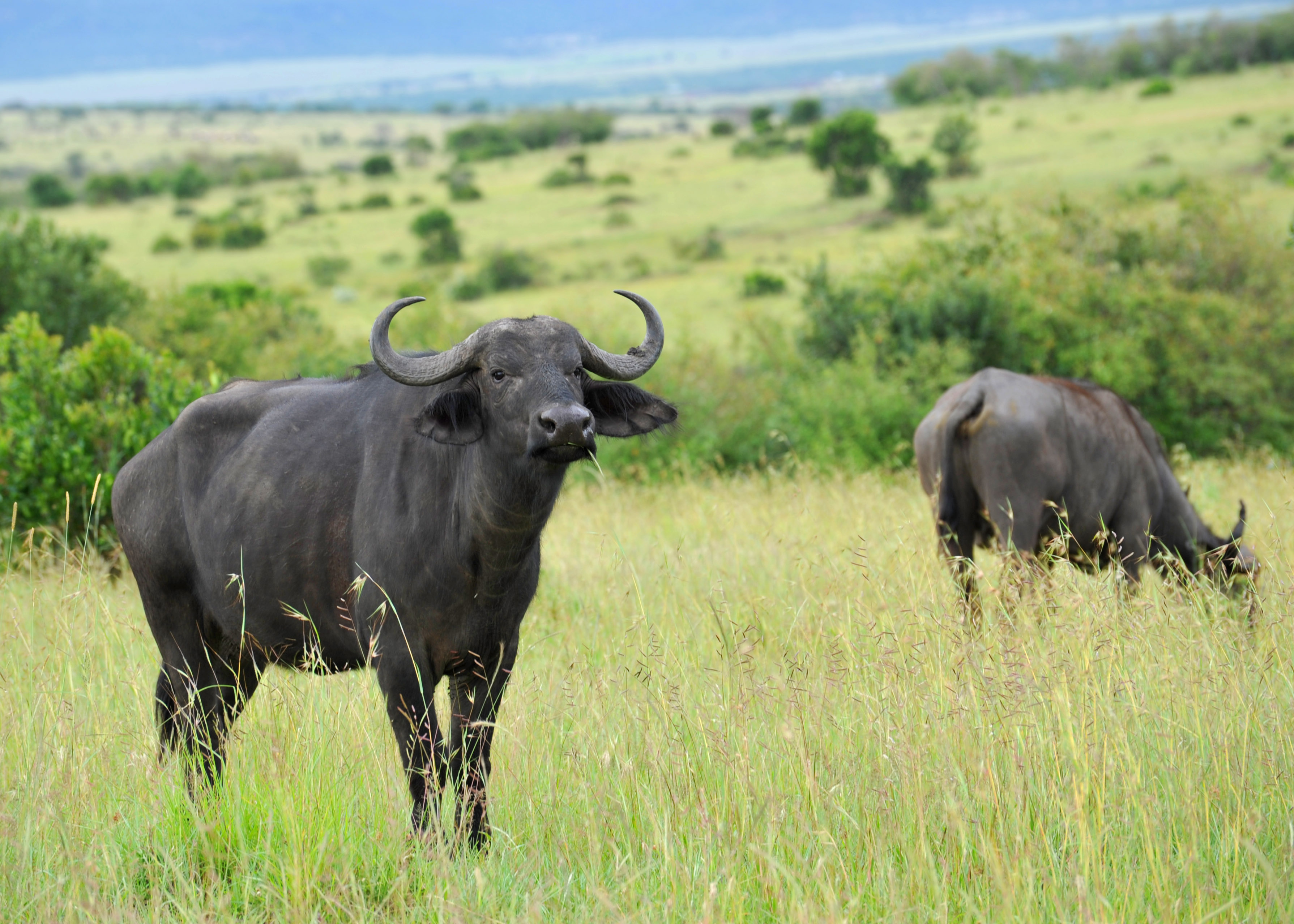 African Cape buffalo, grazing the rolling hills [3579x2556] | Scrolller