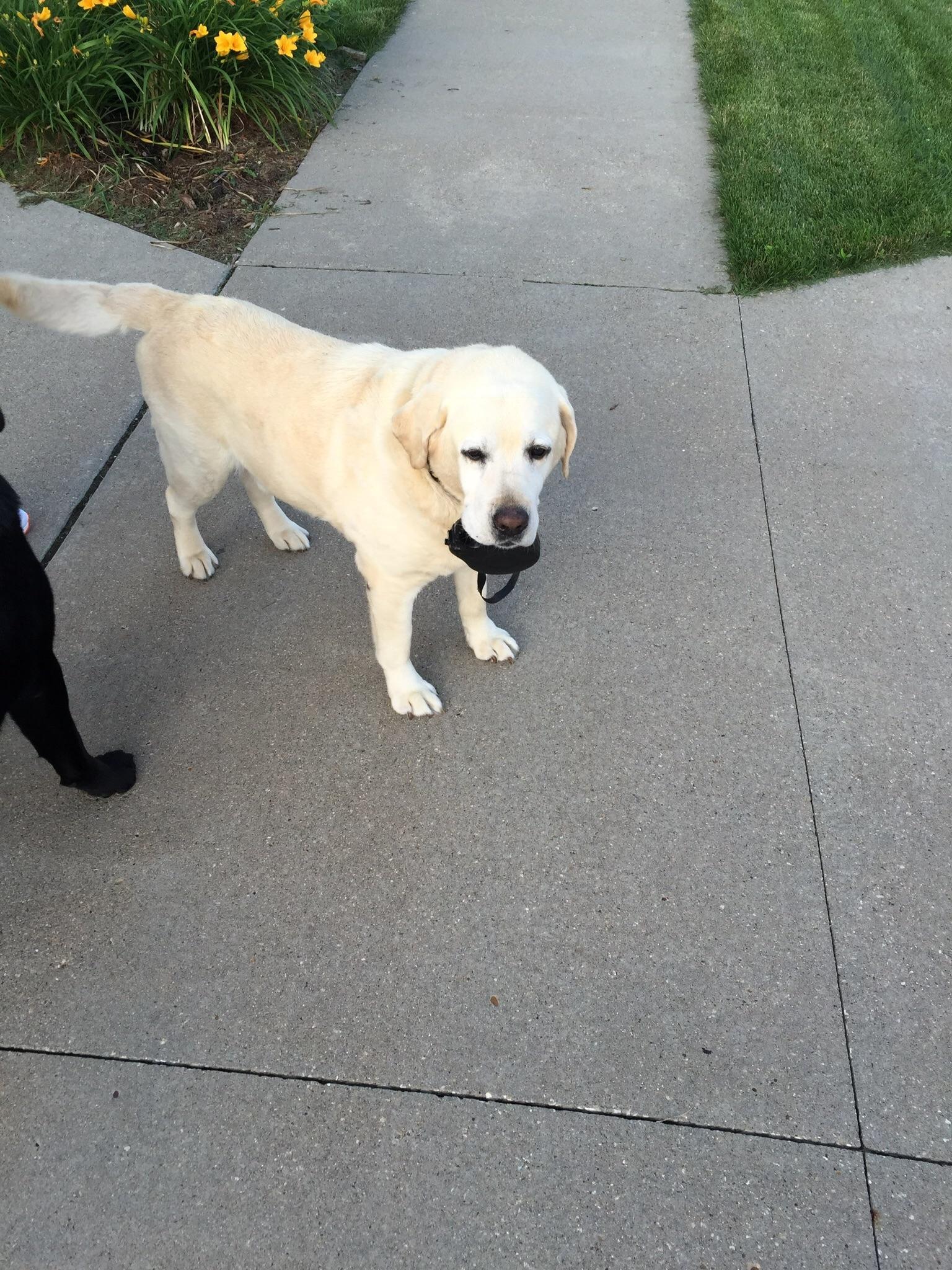 After 15 years, Today we said goodbye to our best friend Trapper, I’ll miss you forever buddy, I ...