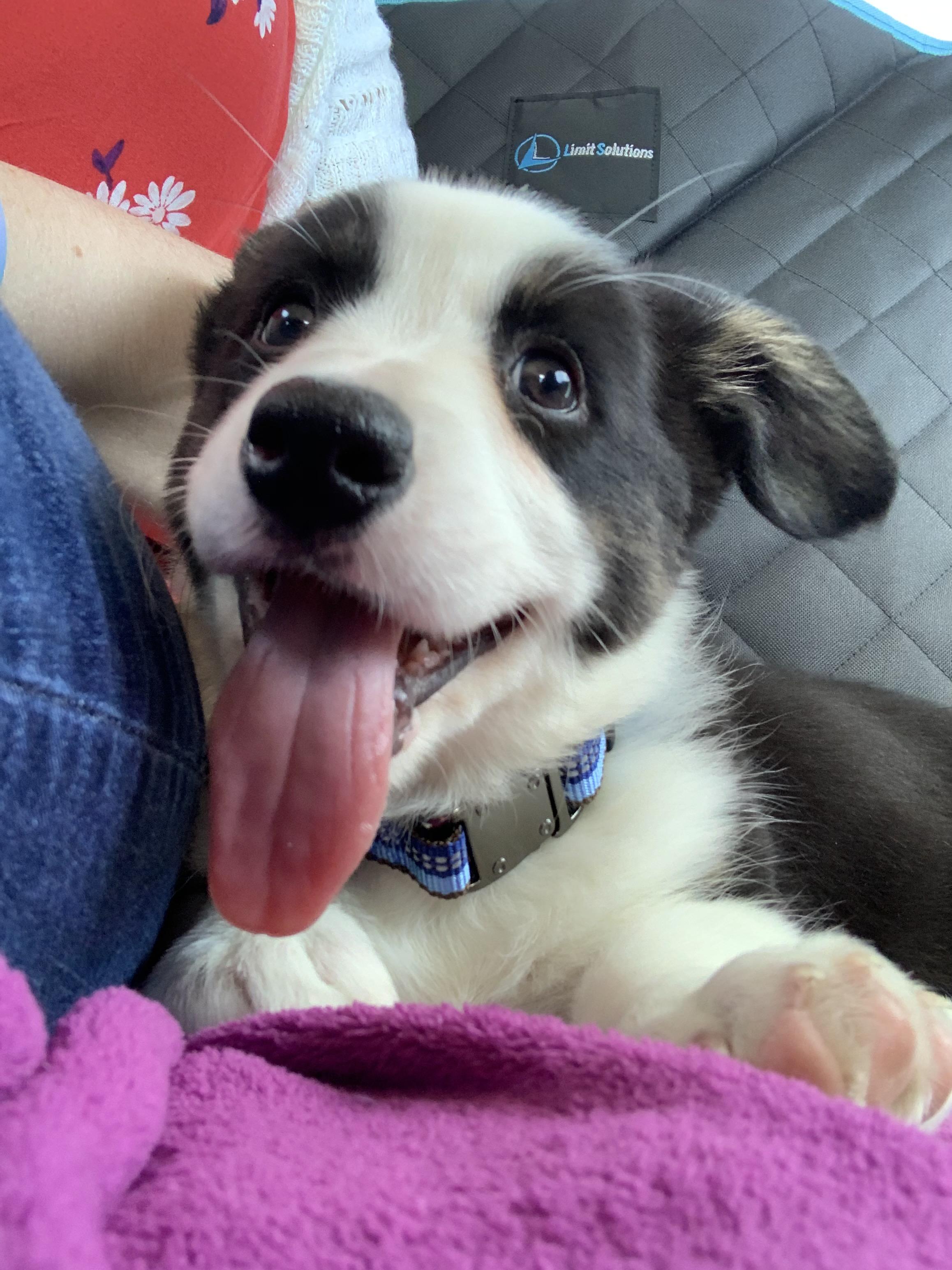 After 5 years, I finally got my corgi. Meet Oliver ️😭 | Scrolller