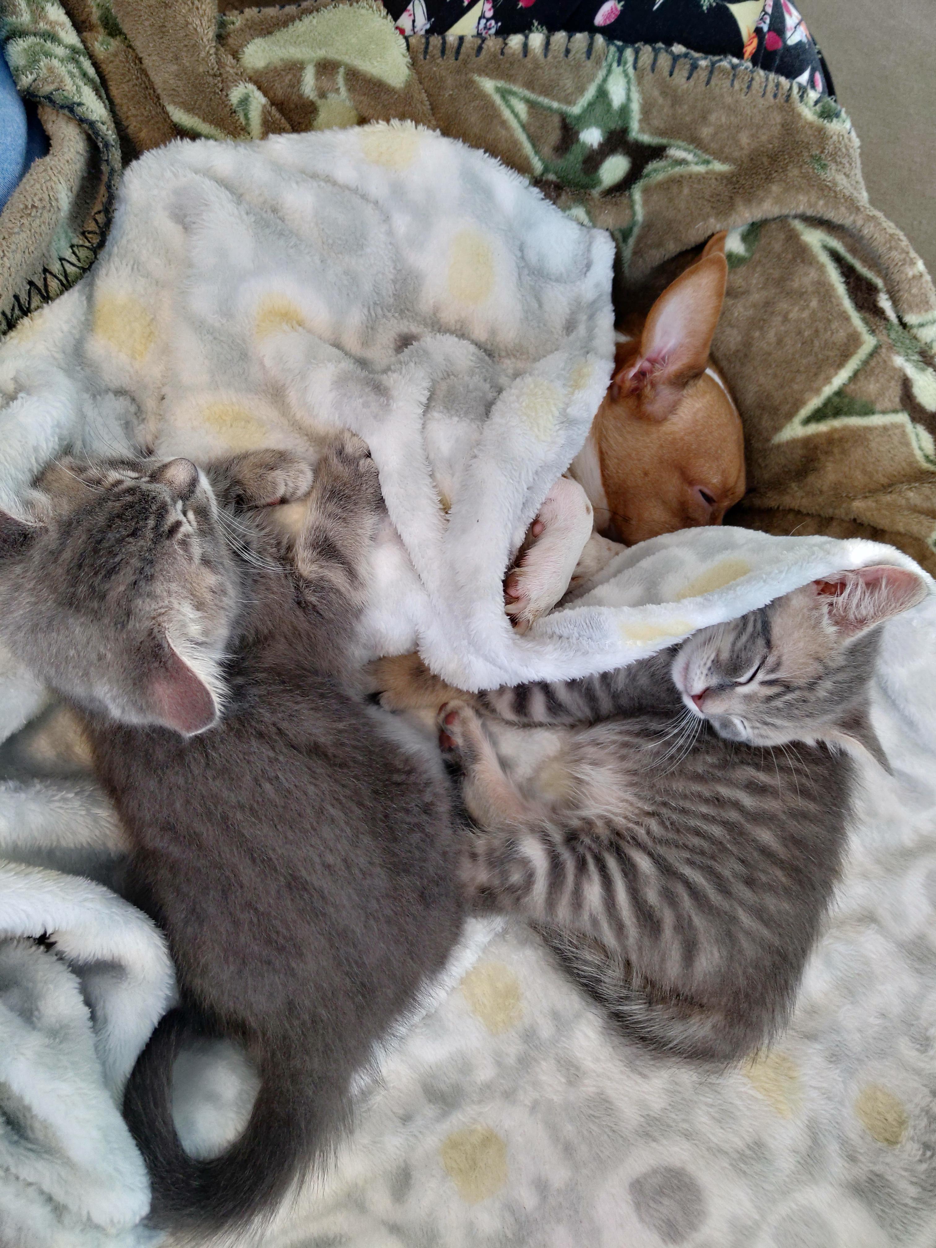 After lunch nap | Scrolller