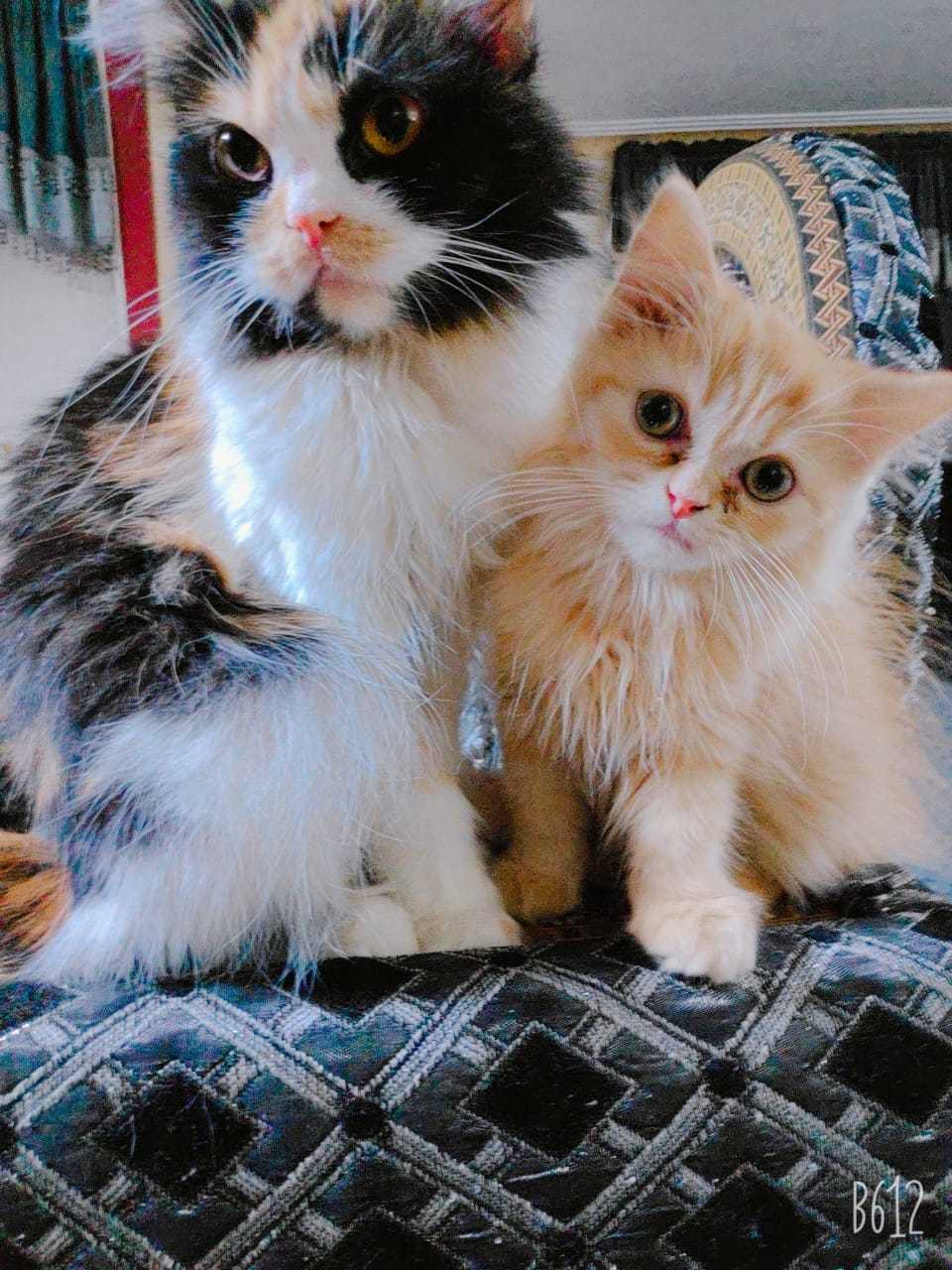 After years of refusal, mom finally said yes, reddit meet Kawamora and shams. | Scrolller