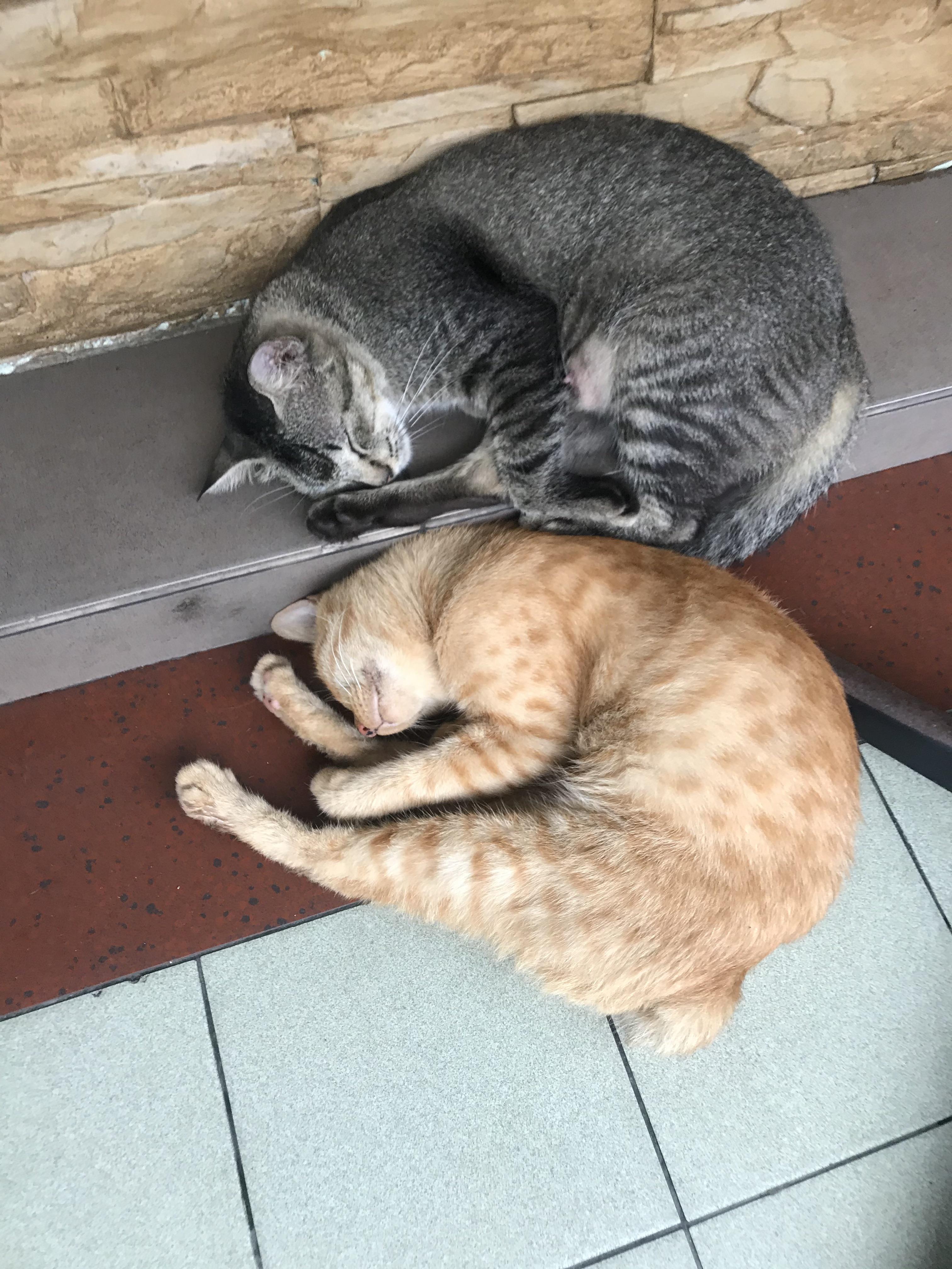 Afternoon nap after free lunch. | Scrolller