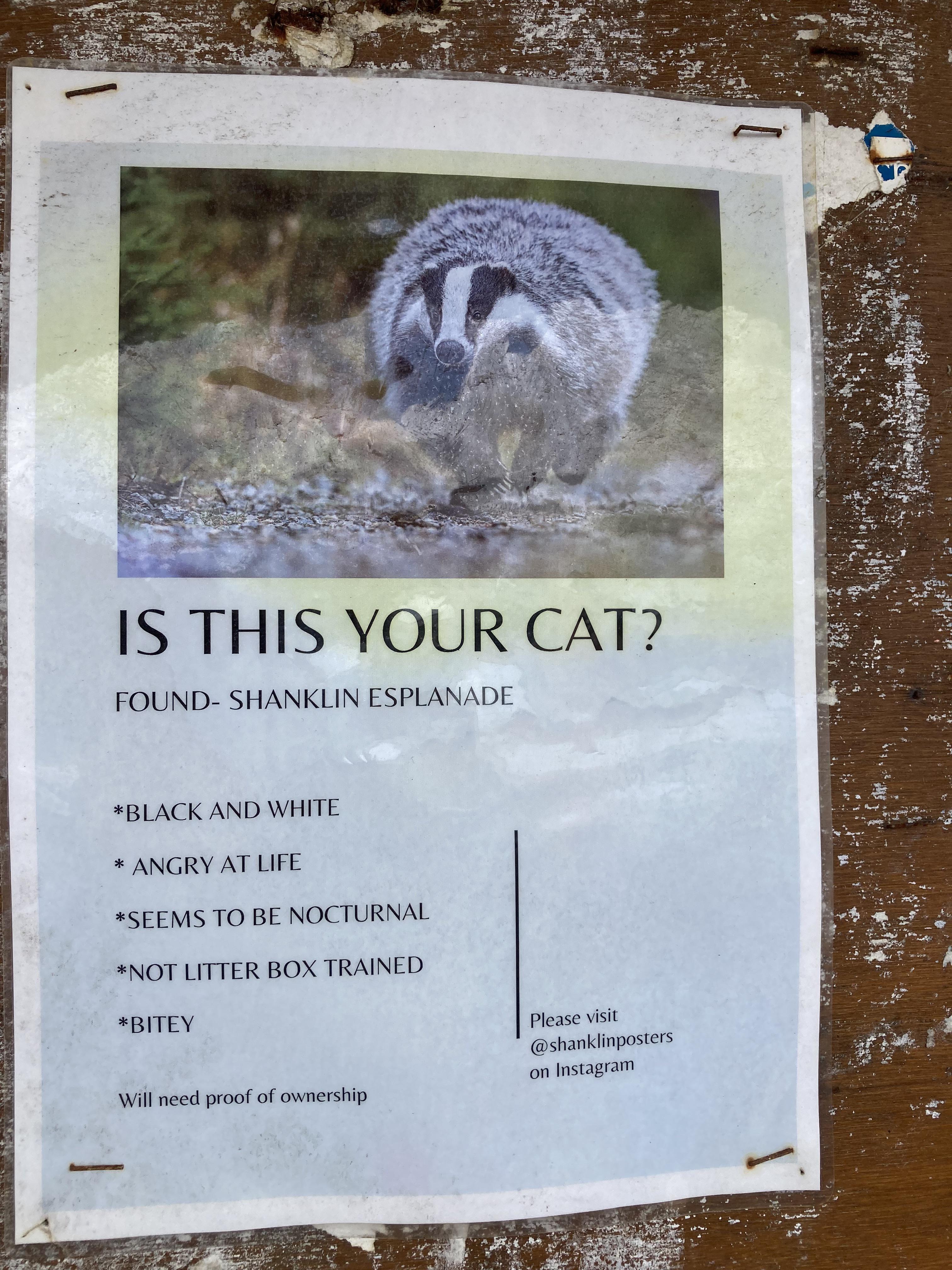 Ah yes. Cat. | Scrolller