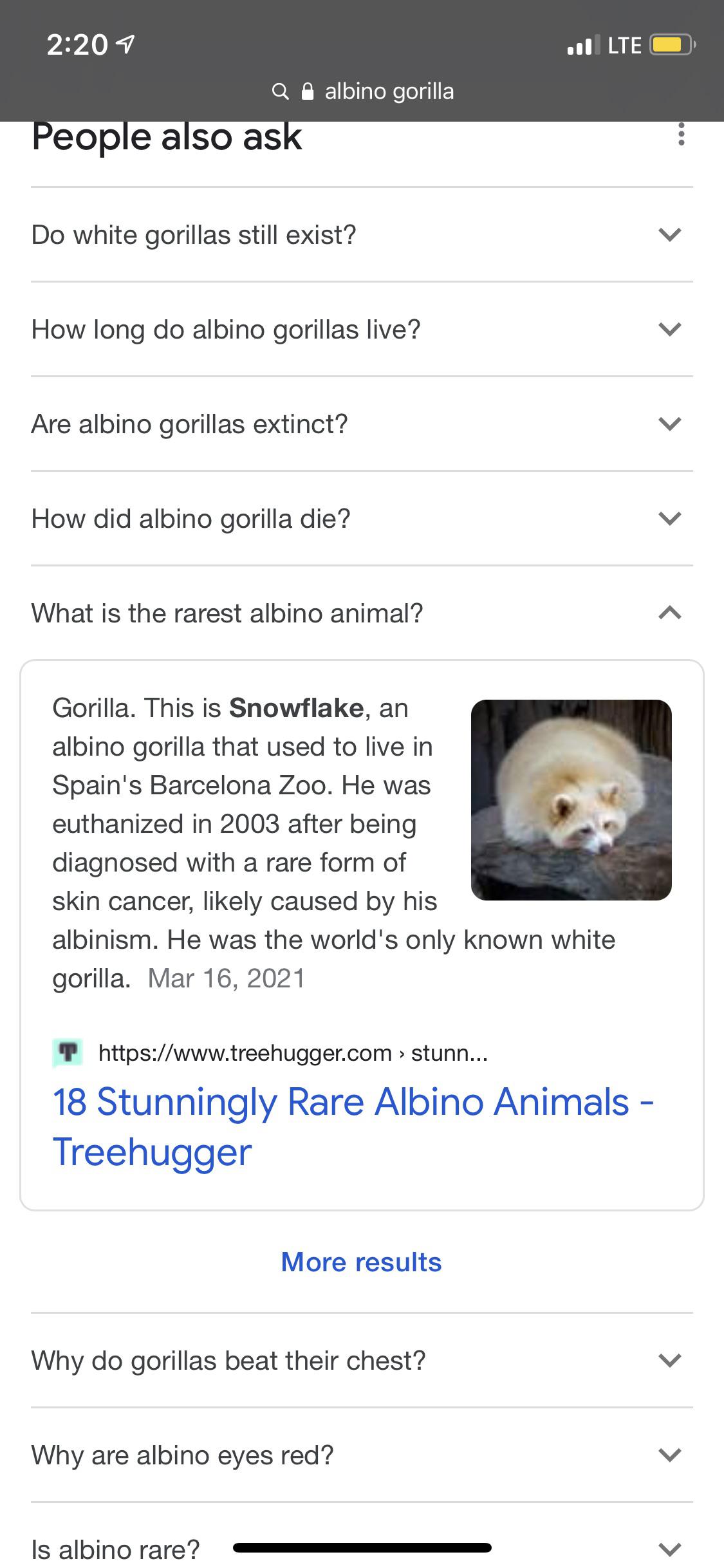 Ah yes my favorite gorilla, an albino raccoon. | Scrolller