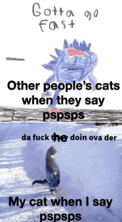 Ahhh yes cat | Scrolller