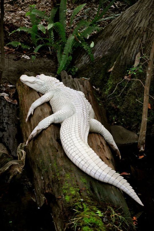 Albino alligator | Scrolller