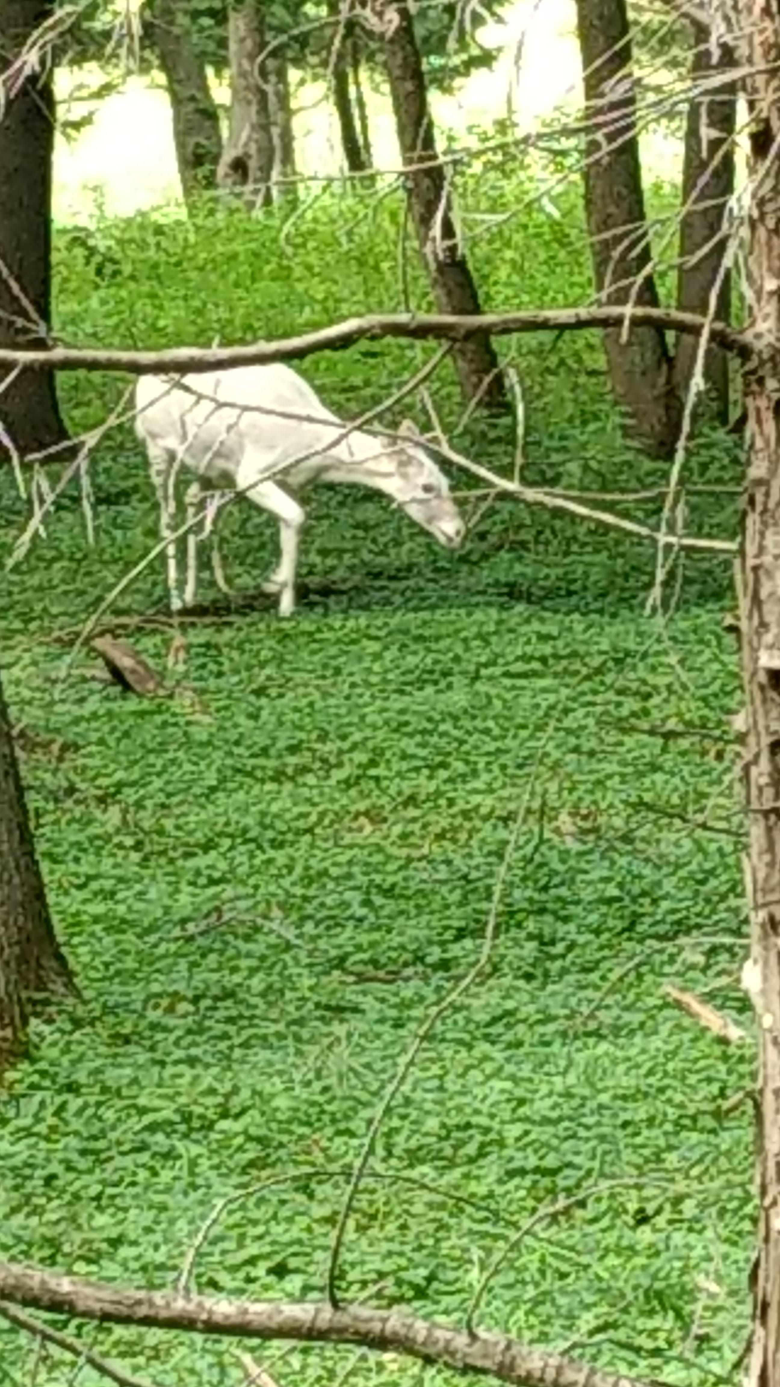 Albino deer, the perfect camouflage. | Scrolller