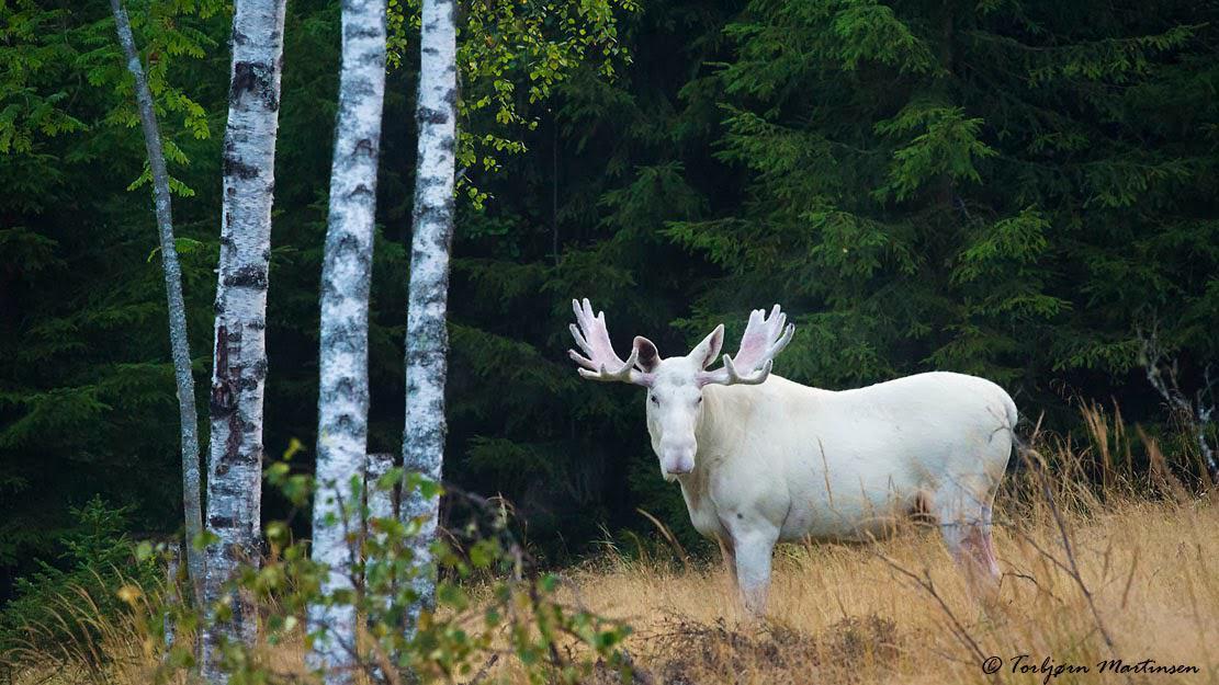 🔥 Albino Moose | Scrolller