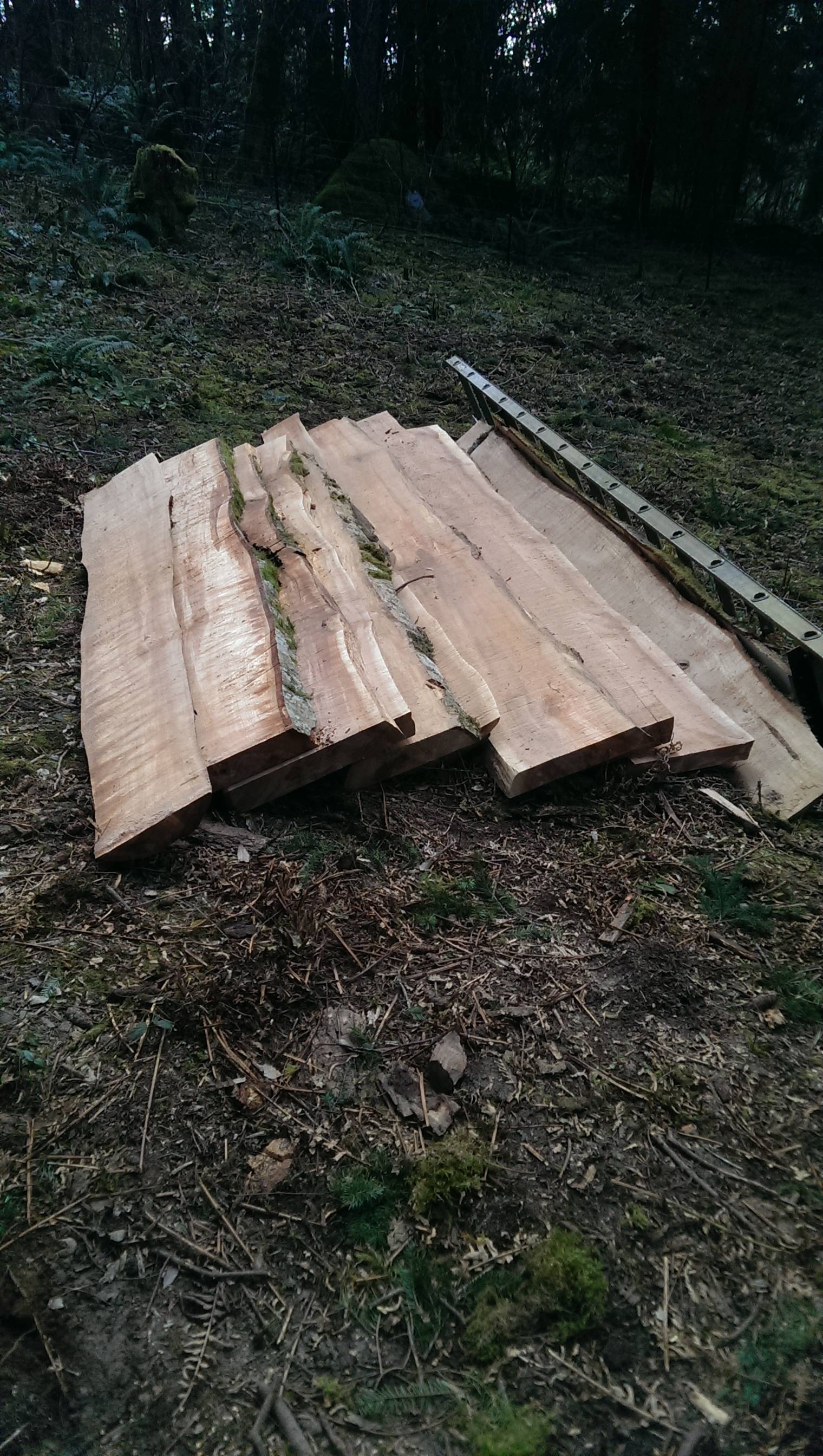 Alder slabs just milled (3" x 6',10',12') | Scrolller