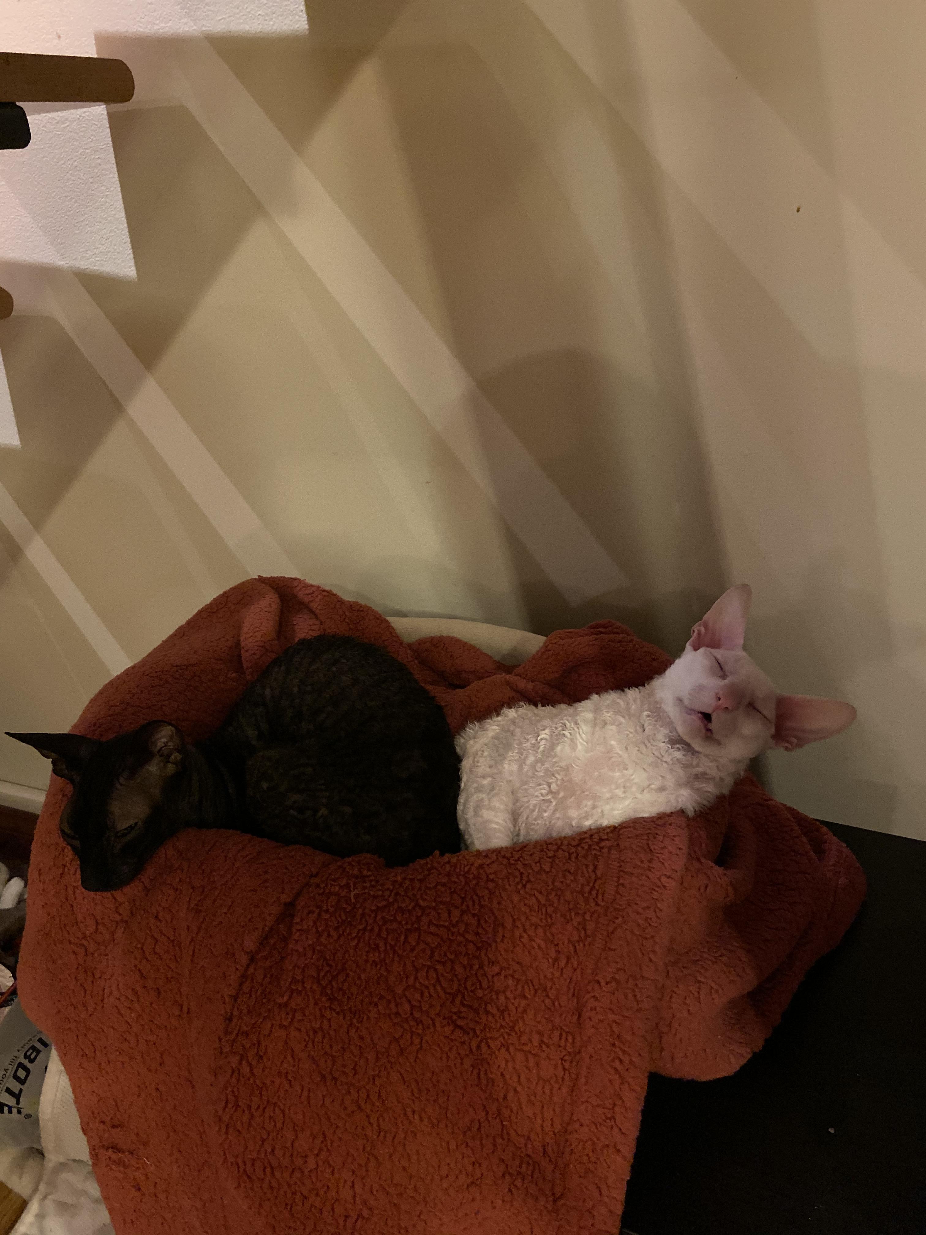 Alien cat cuddle puddle | Scrolller