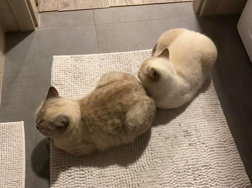 All aboard the loaf train choo choo | Scrolller