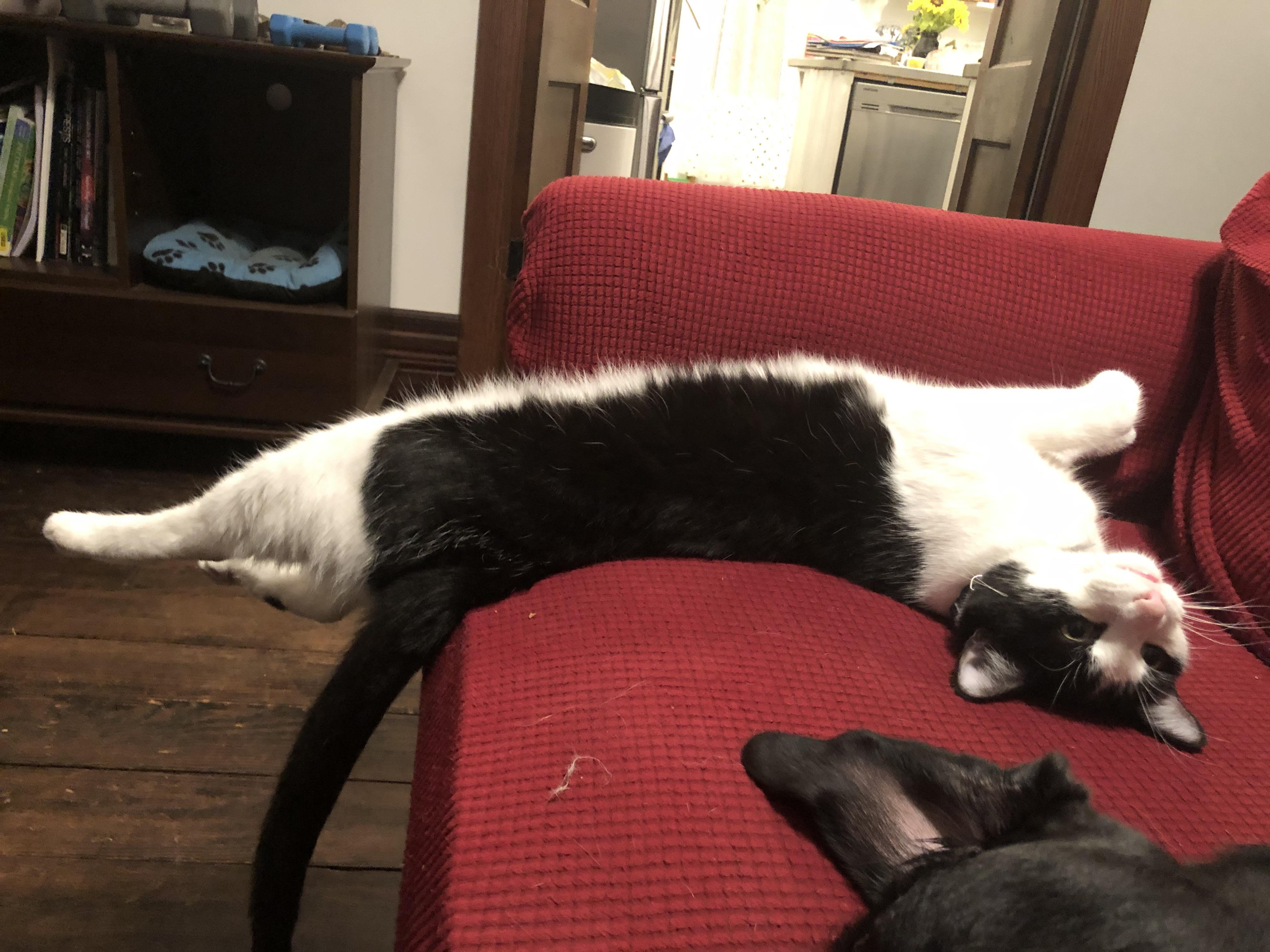 All about that double dangle! | Scrolller