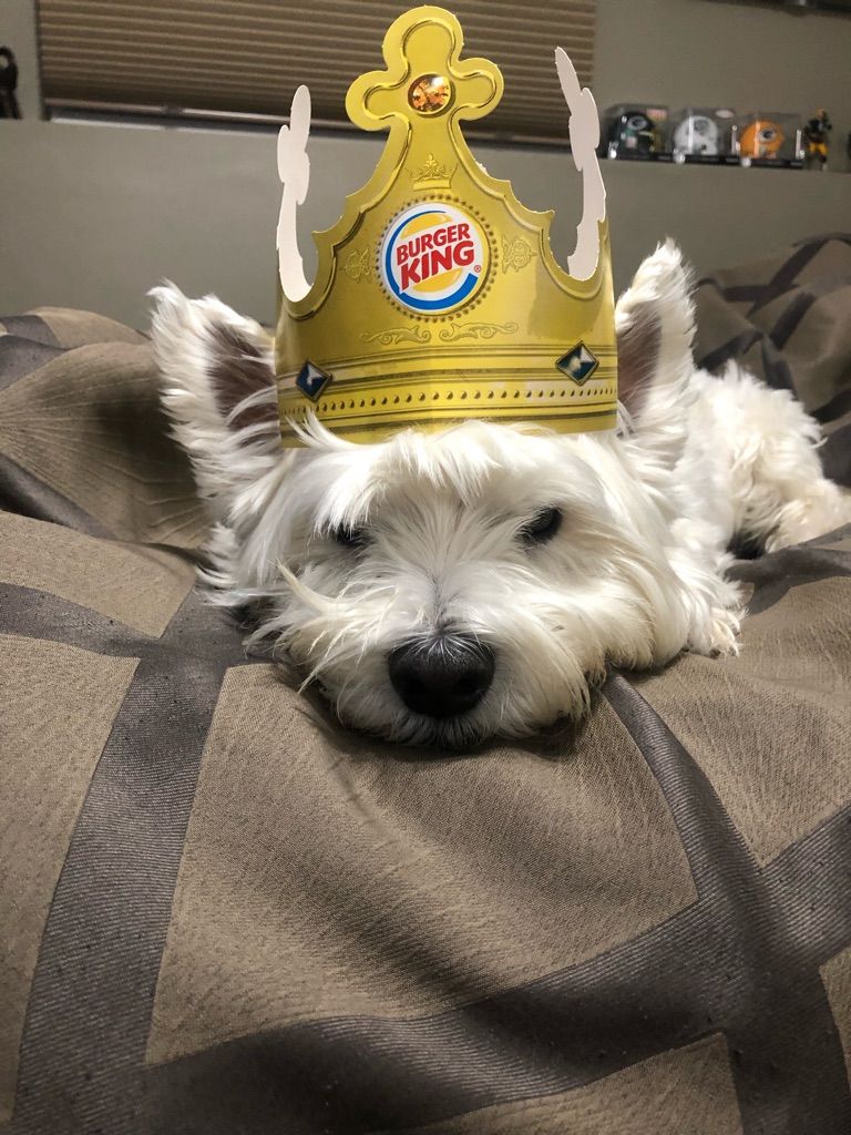 All hail the King! | Scrolller