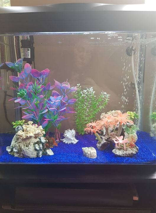 All Male Guppy Tank? | Scrolller