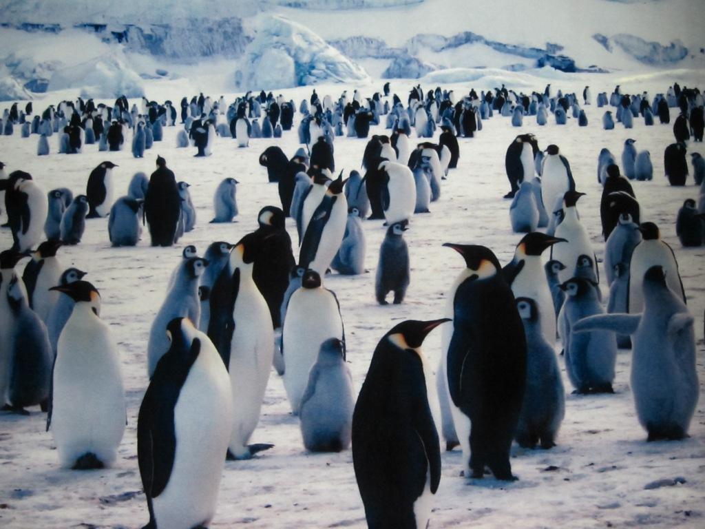 All penguins are gather here | Scrolller